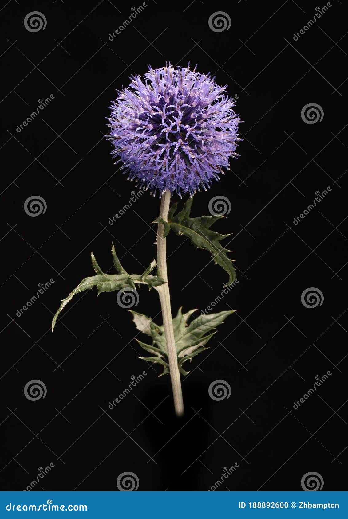 Echinops Ritro Is A Tall Bushy Perennial Whitethorn Grows To A Height ...