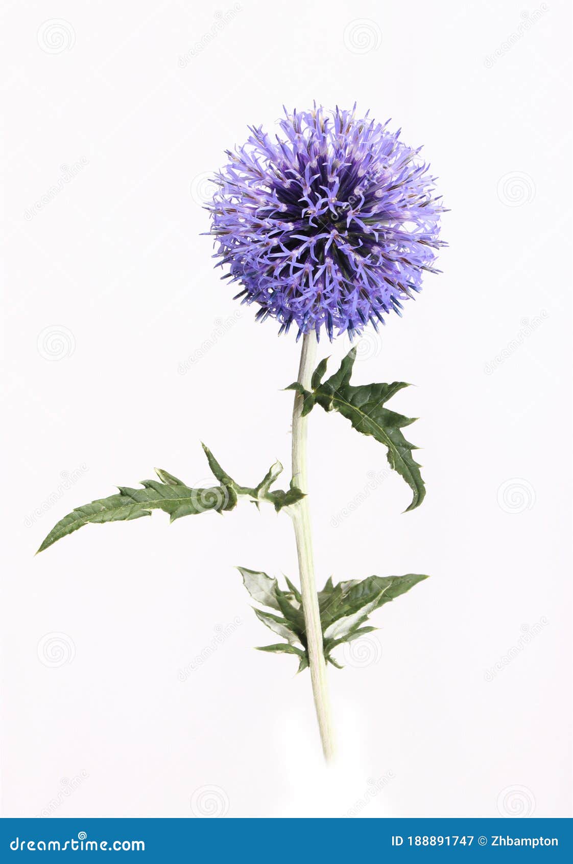 Globe Thistle Echinops Ritro Stock Image - Image of white, thistle ...