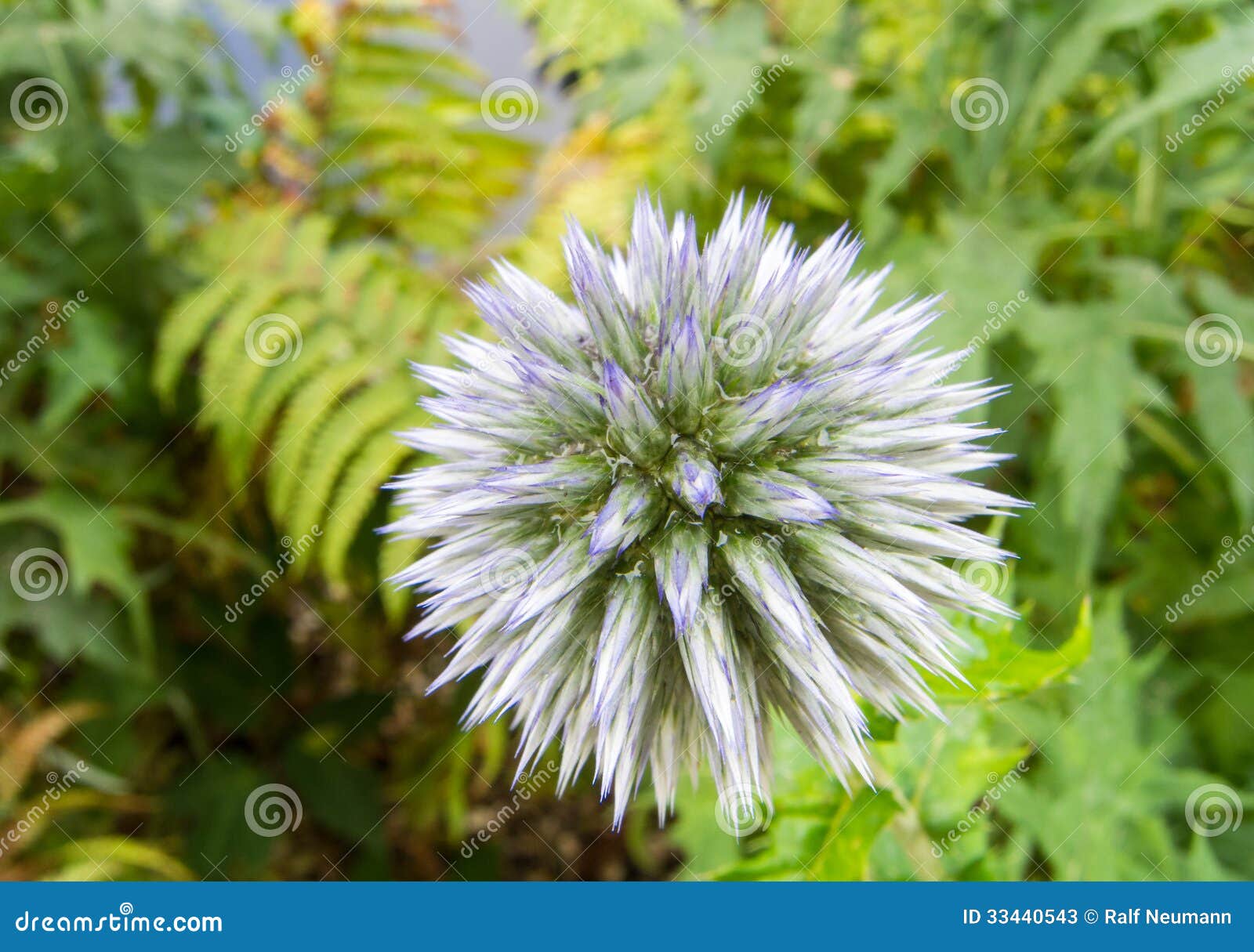 Globe thistle, Echinops stock image. Image of leaf, inflorescence ...