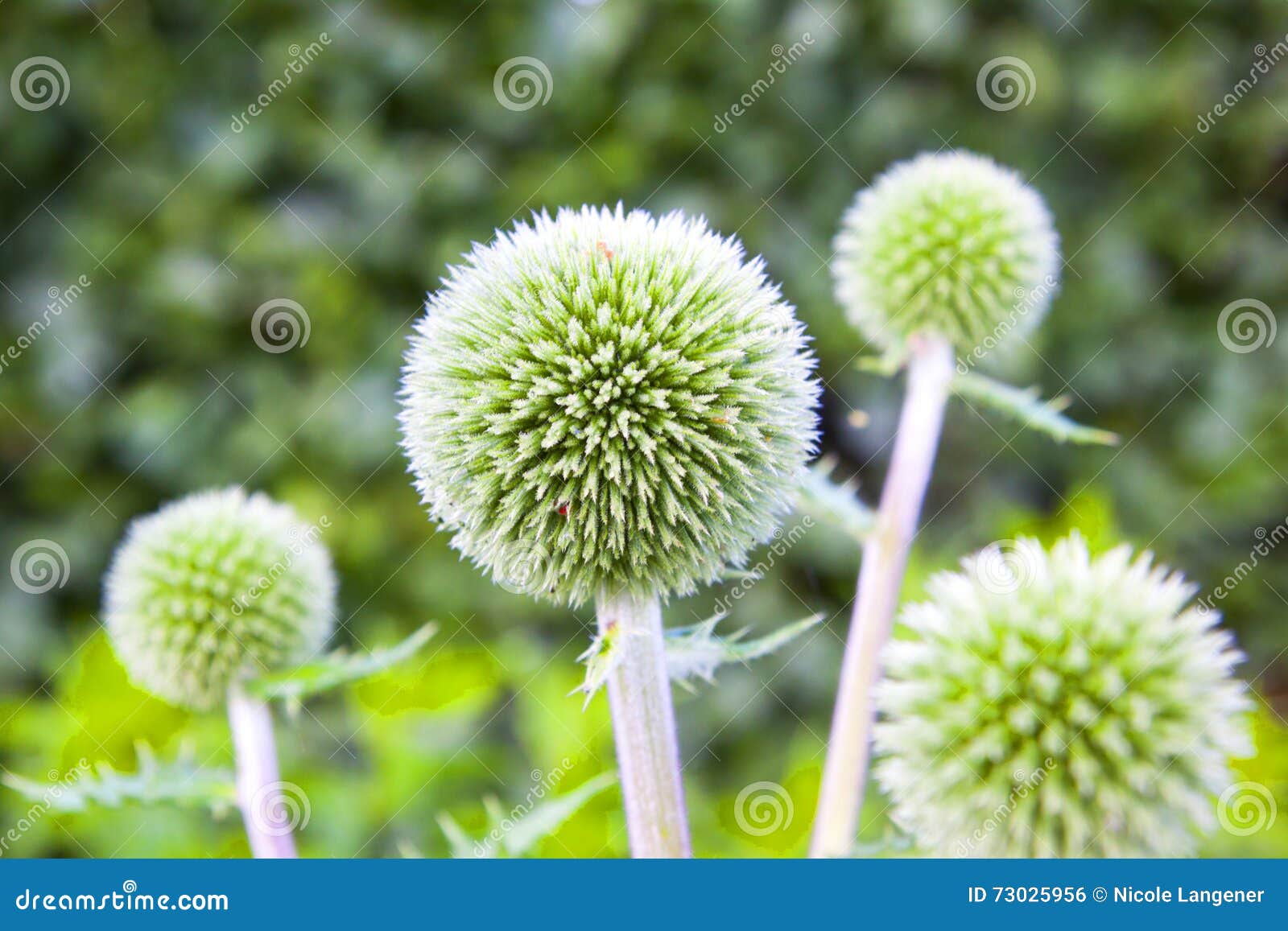 Globe Thistle green stock photo. Image of aster, details - 73025956