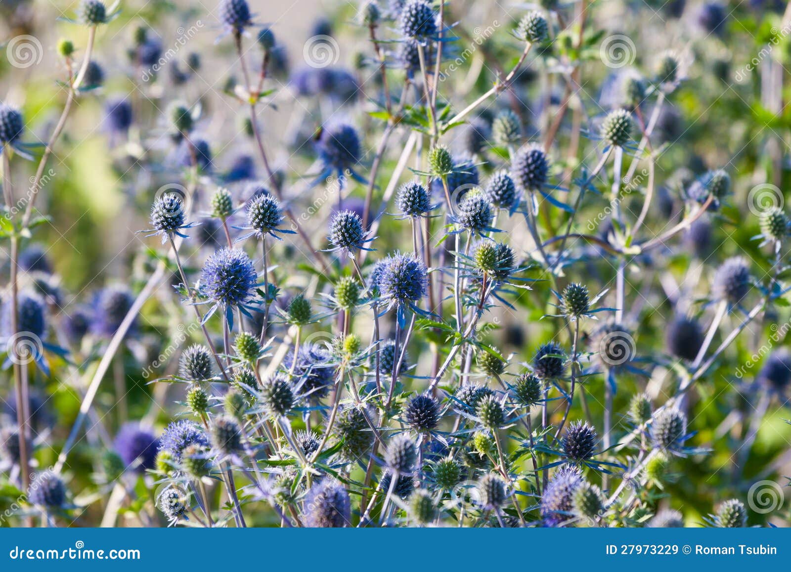 501 Globe Thistle Echinops Ritro Stock Photos - Free & Royalty-Free ...