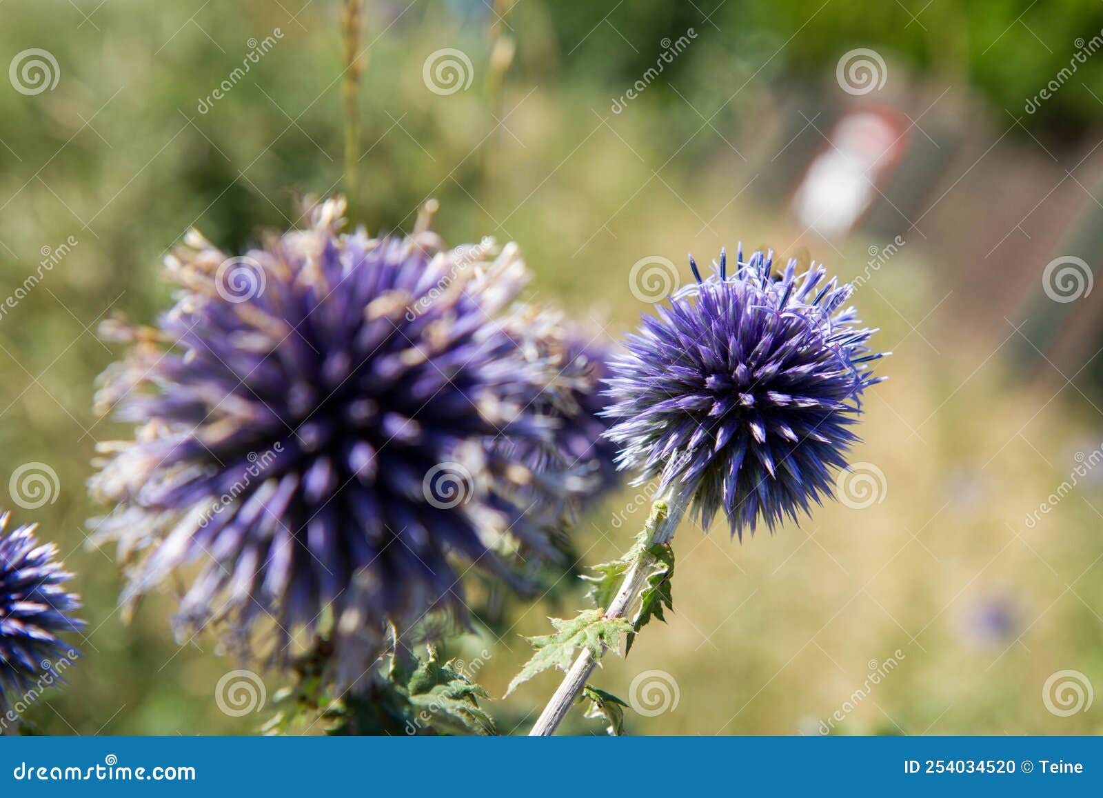 The Globe Thistles Echinops Stock Photo - Image of ecology, green ...
