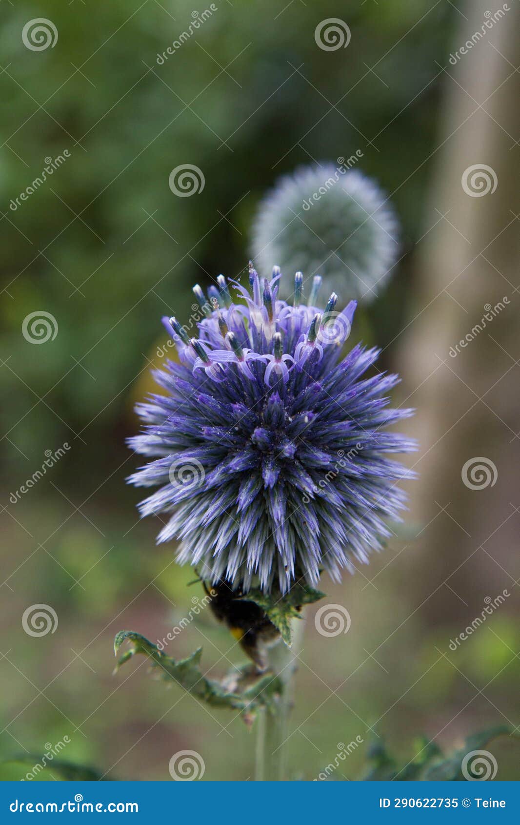 The Globe Thistles (Echinops) Stock Image - Image of cyan, plant: 290622735