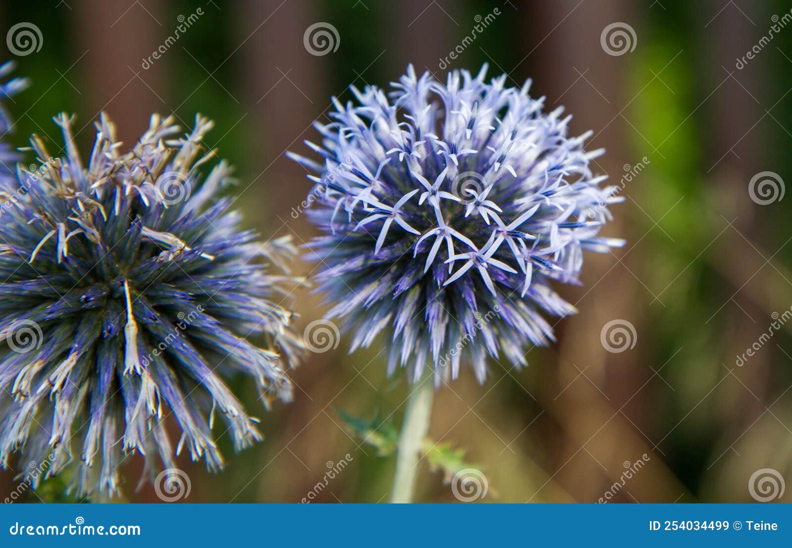 The Globe Thistles Echinops Stock Image - Image of cyani, round: 254034499
