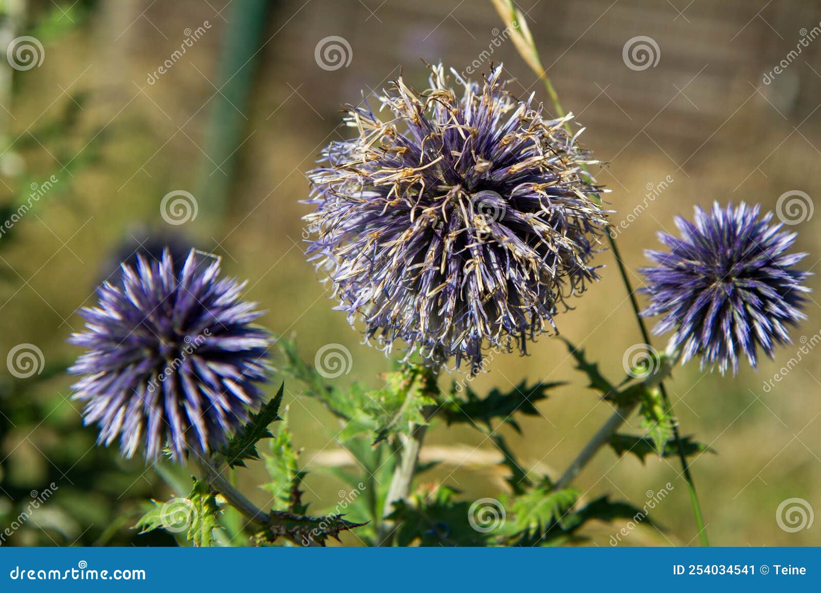 The Globe Thistles Echinops Stock Image - Image of garden, field: 254034541