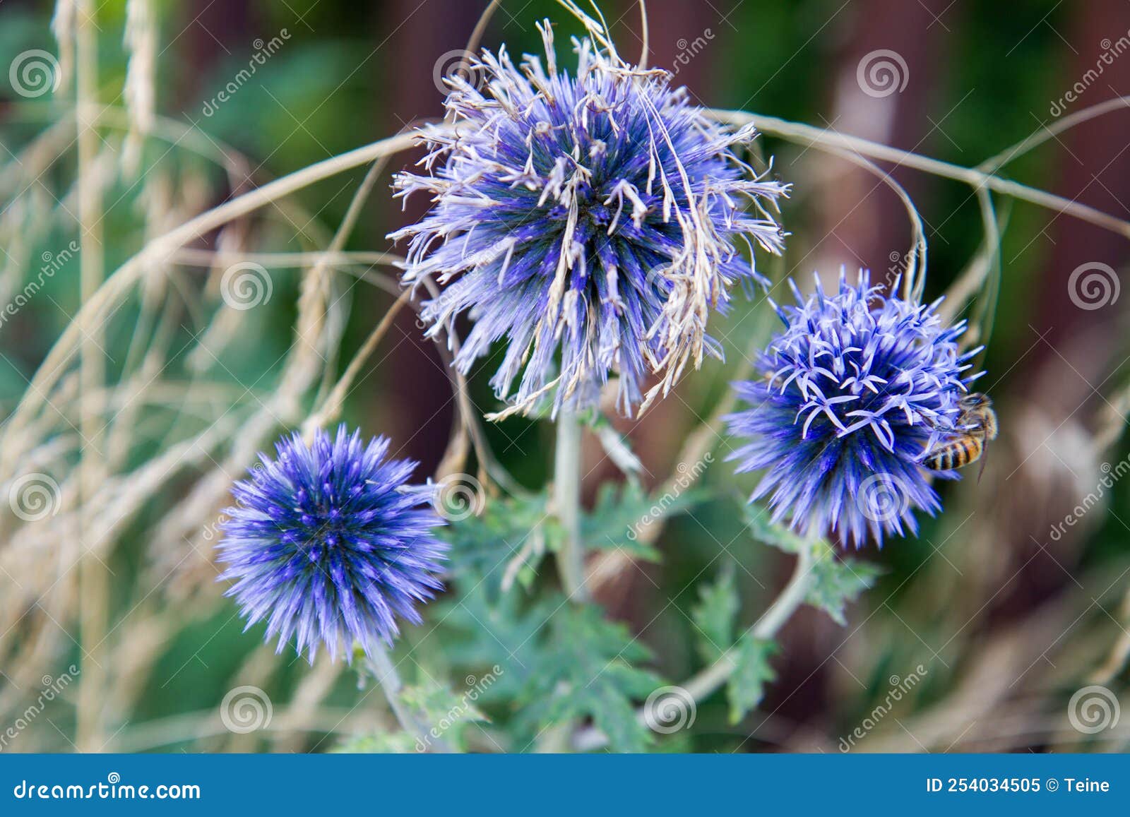 The Globe Thistles Echinops Stock Image - Image of beauty, flower ...