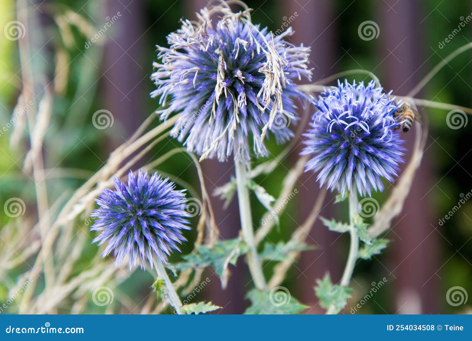The Globe Thistles Echinops Stock Photo - Image of honey, beautiful ...