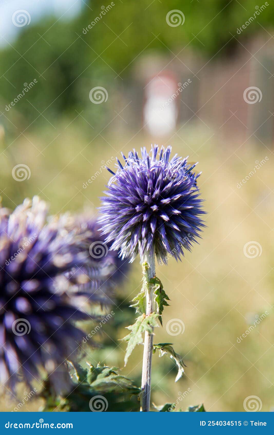The Globe Thistles Echinops Stock Image - Image of natural, flora ...