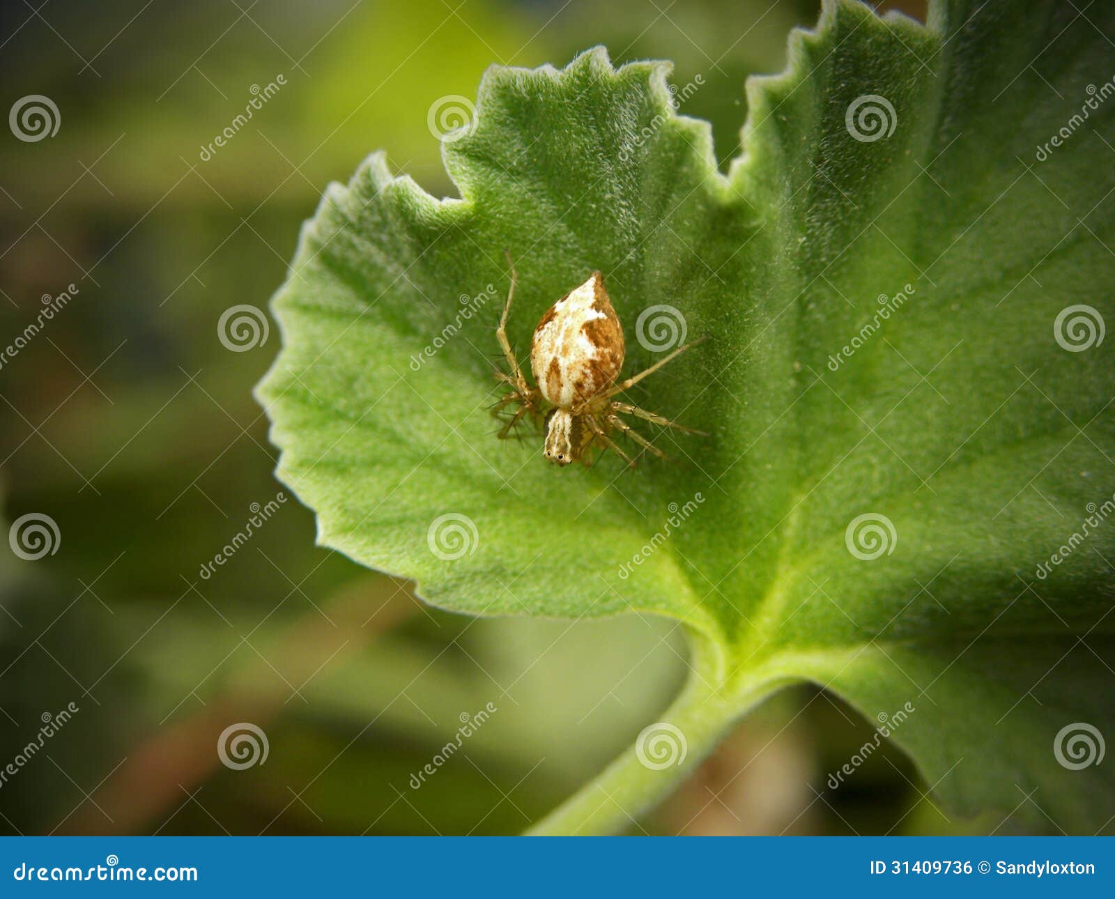 Globe Weaver Spider photo stock. Image du géraniums, tisserands - 31409736