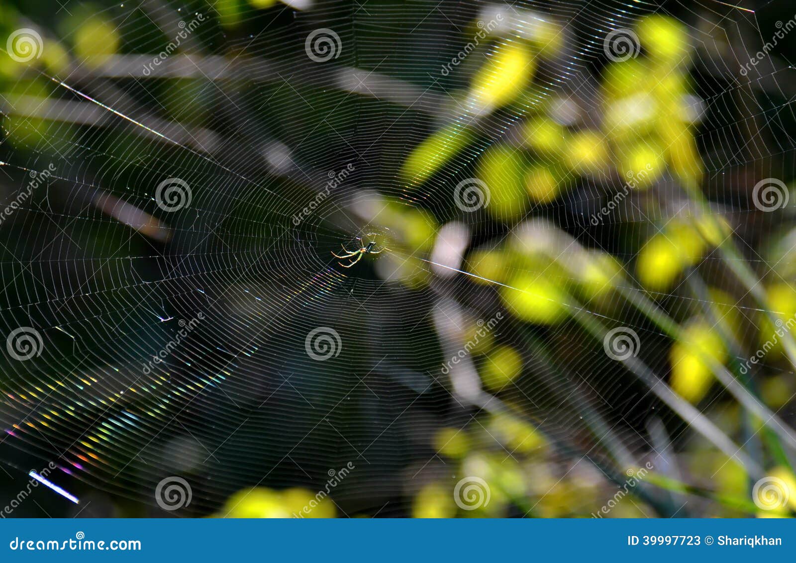 Globe Weaver Spider Et Son Web Image stock - Image du glissement ...