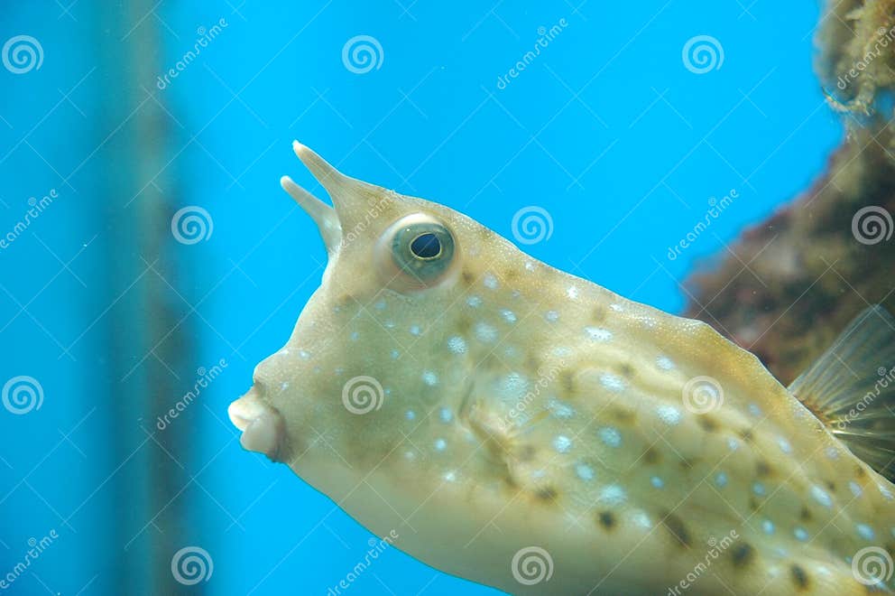 Globefish stock image. Image of inside, tropical, single - 14219347