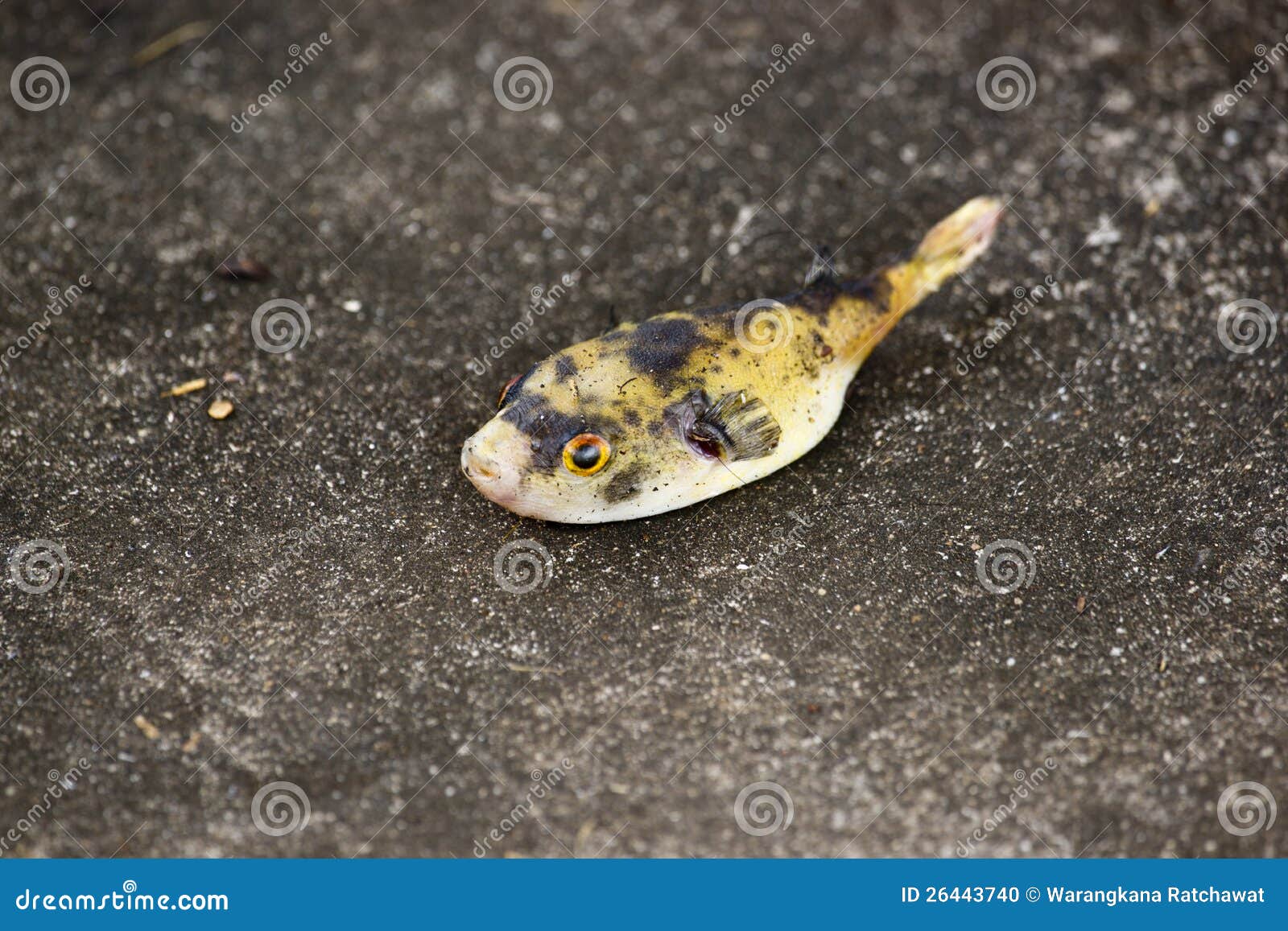 Globefish stock photo. Image of white, swimming, spiny - 26443740