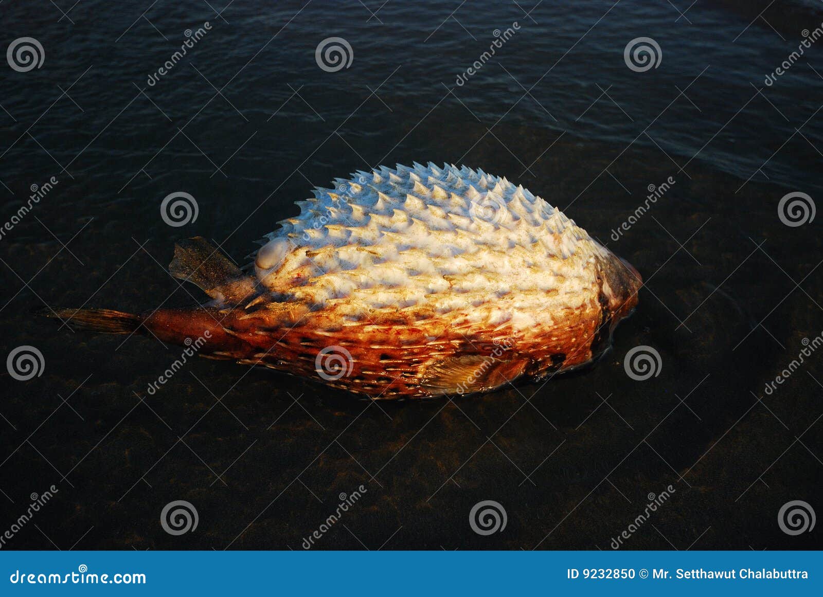 Globefish stock photo. Image of water, fish, seafood, asia - 9232850