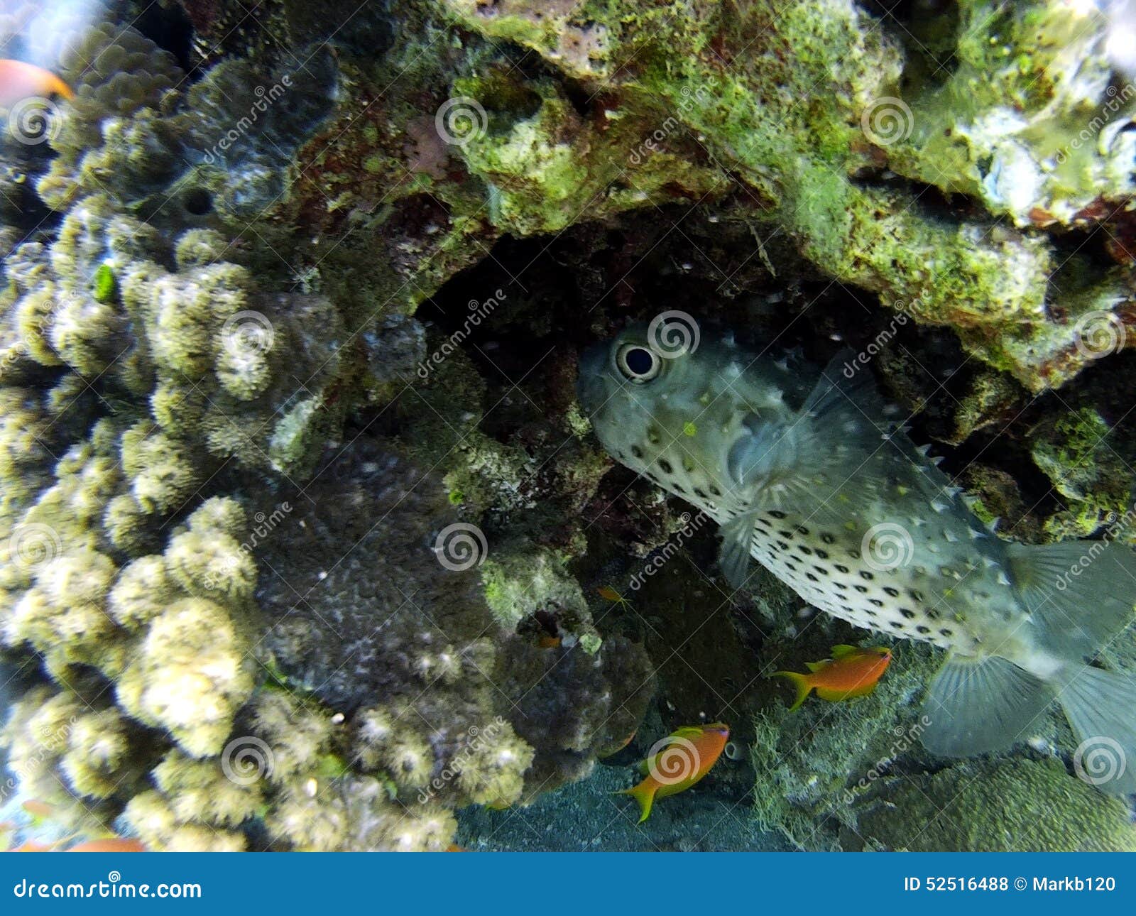 Globefish stock photo. Image of maritime, animal, ledge - 52516488