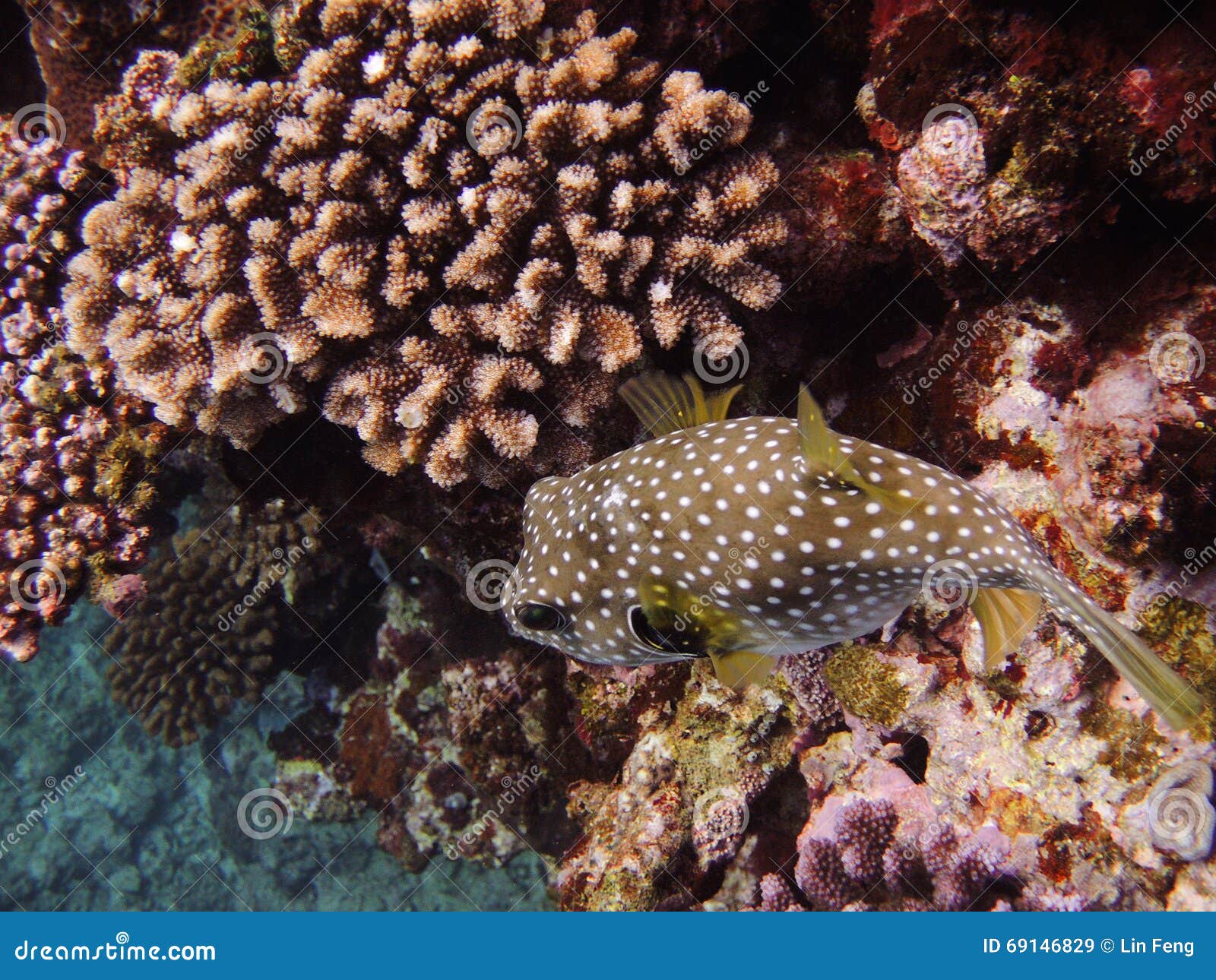 A Globefish Hiding in the Coral Stock Image - Image of conger, aquatic ...