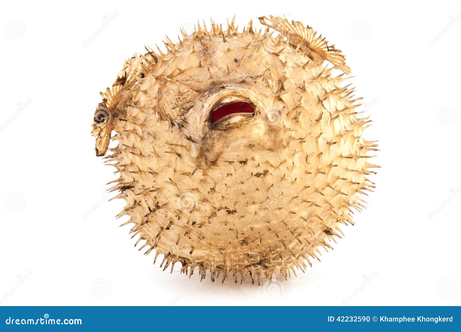 Globefish stock photo. Image of puffer, ball, souse, preserved - 42232590