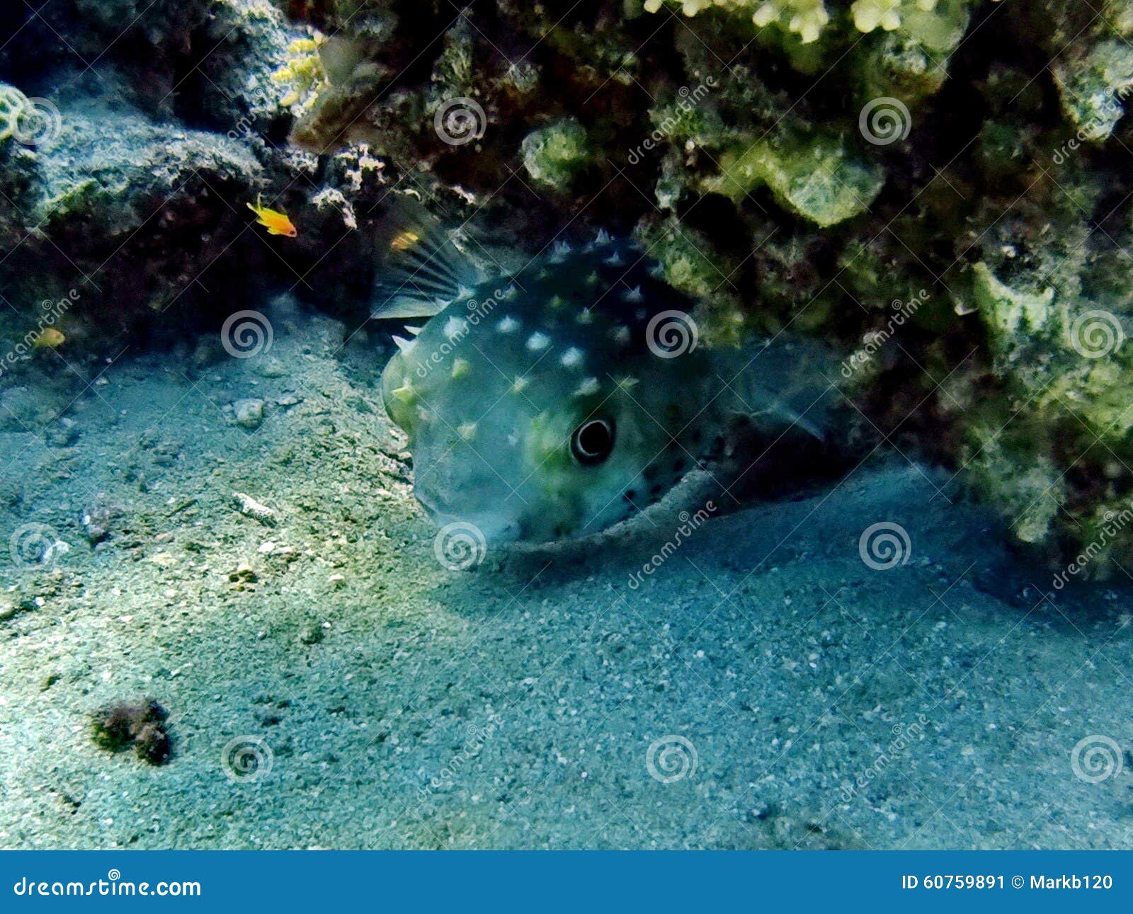 Globefish stock image. Image of wash, rock, prickle, flipper - 60759891