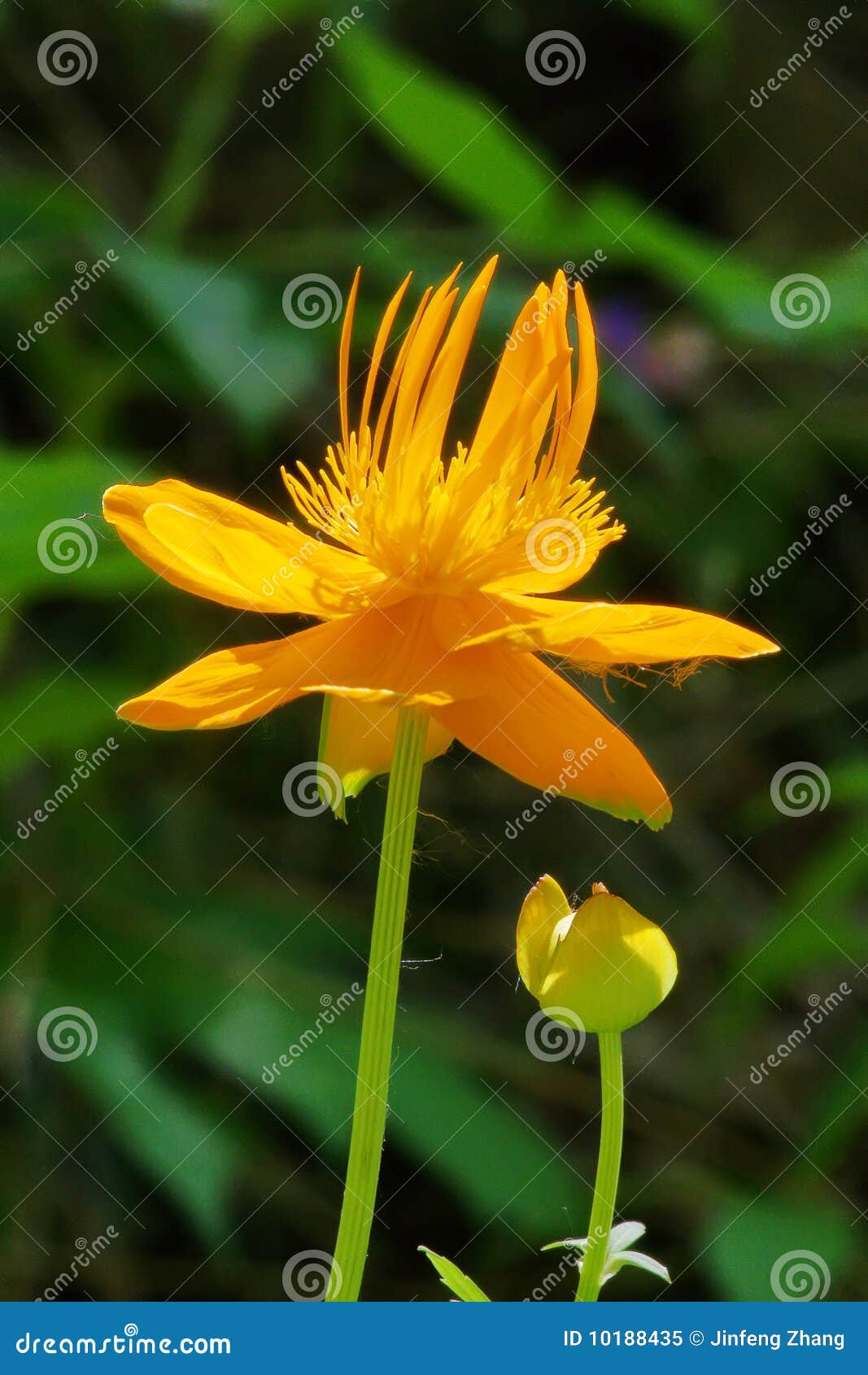 Globeflower stock image. Image of gold, garden, yellow - 10188435