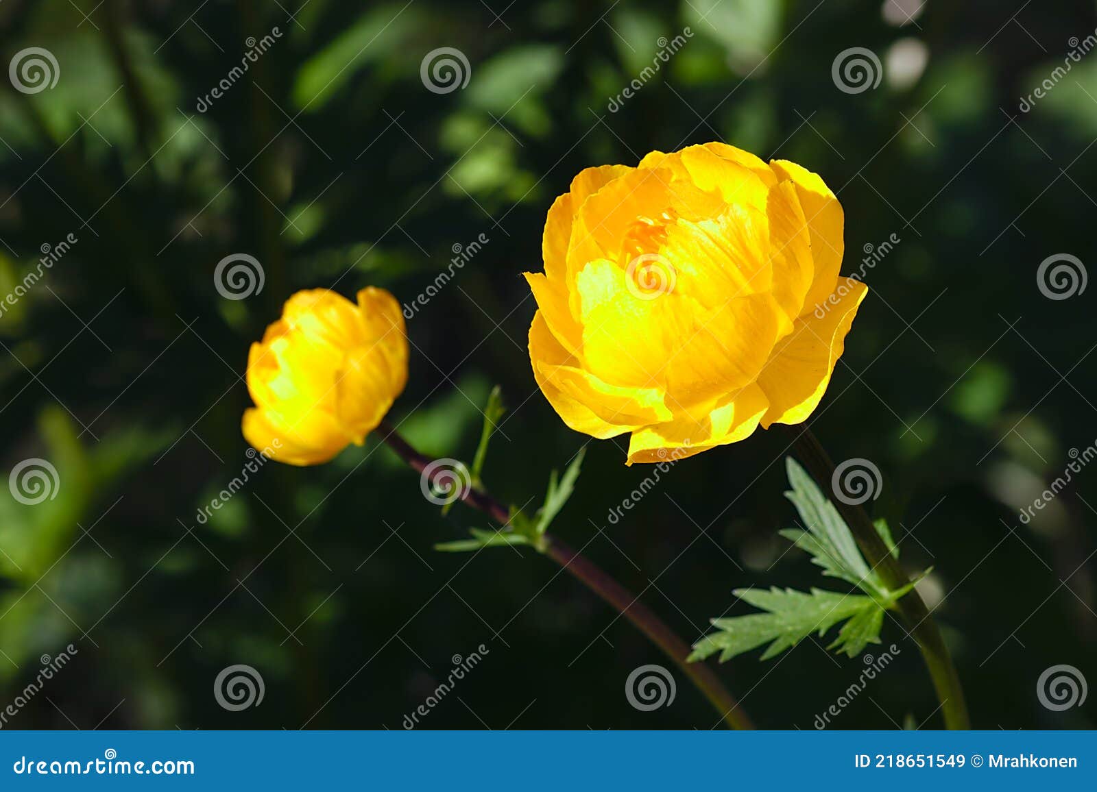 Yellow Globeflowers, Trollius Europaeus Stock Image - Image of ...