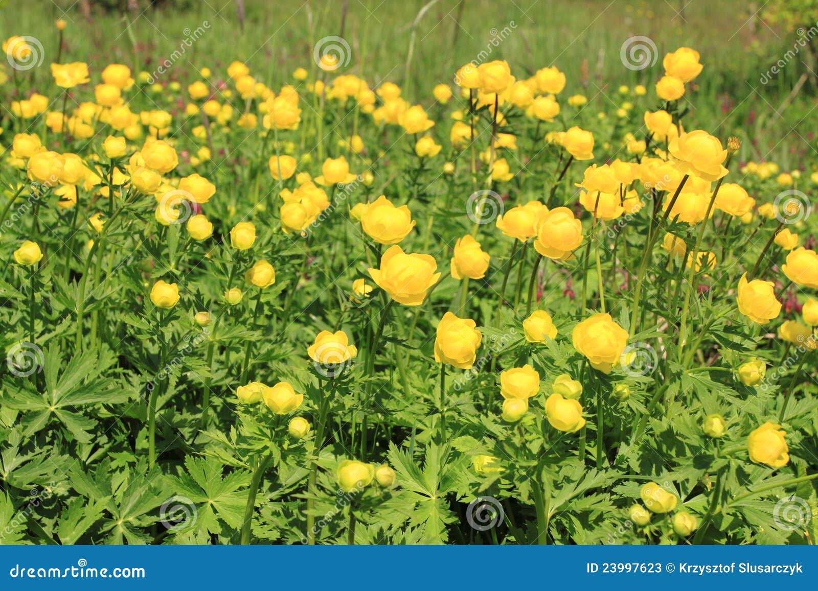 Globeflower stock image. Image of globeflower, field - 23997623