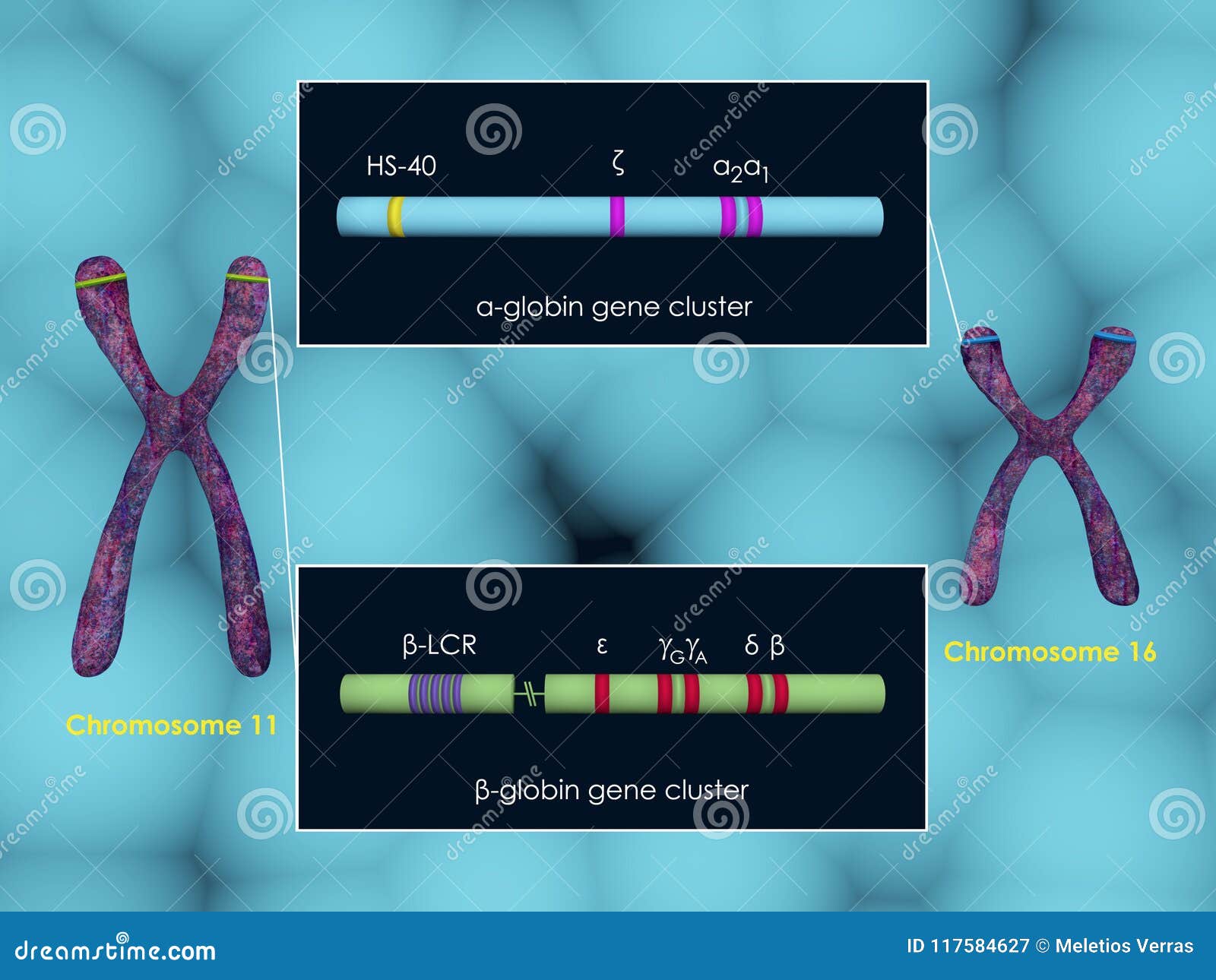 Globin gene clusters stock illustration. Illustration of medicine ...