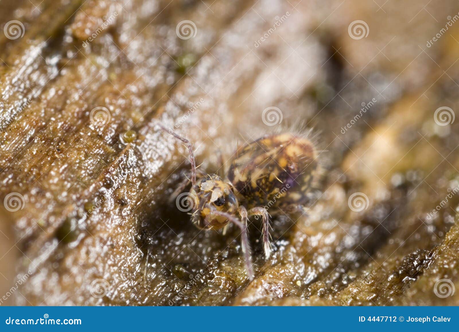 Globular springtail stock photo. Image of tiny, antenna - 4447712