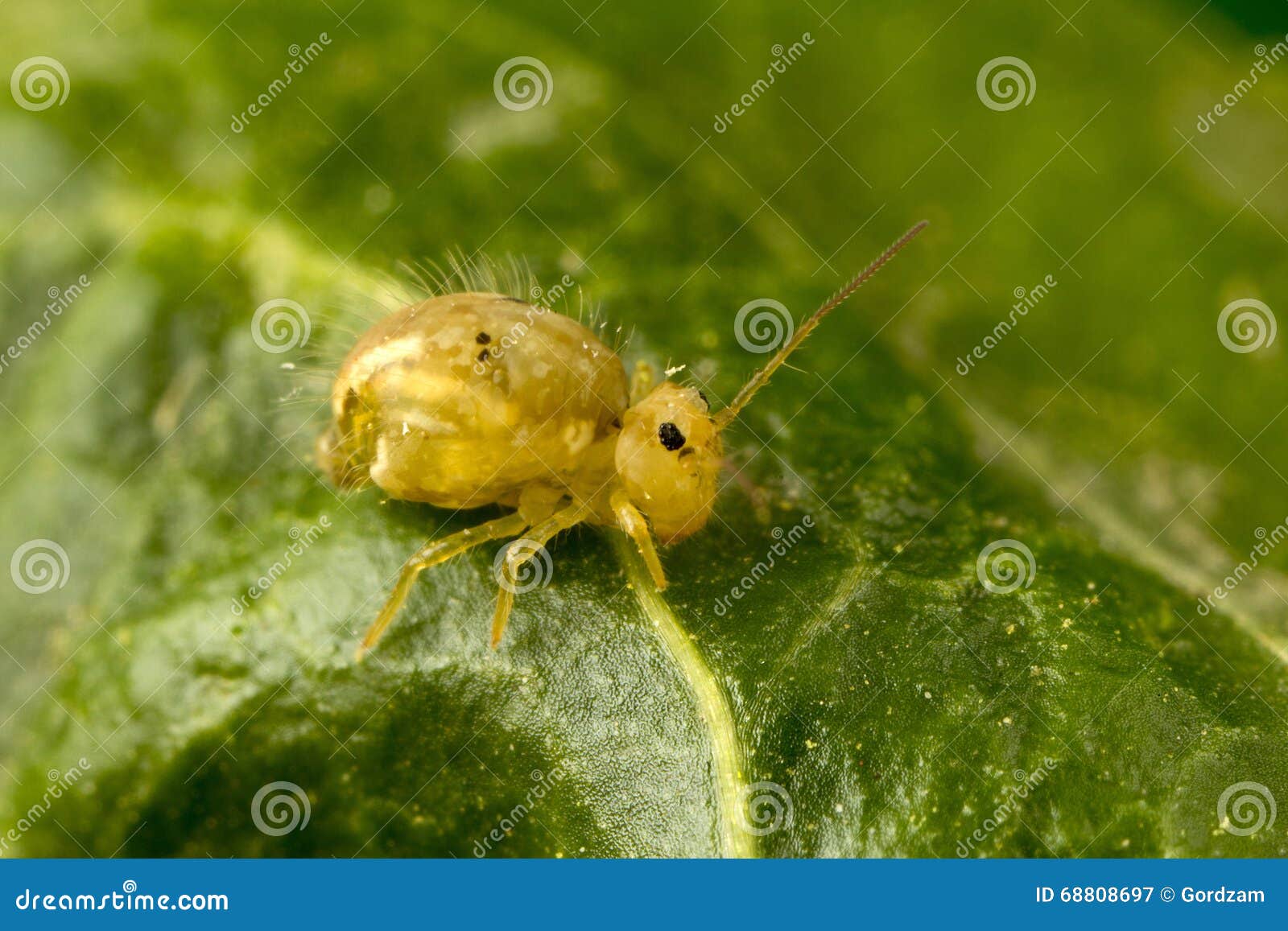 Globular Springtail stock image. Image of offspring, globular - 68808697