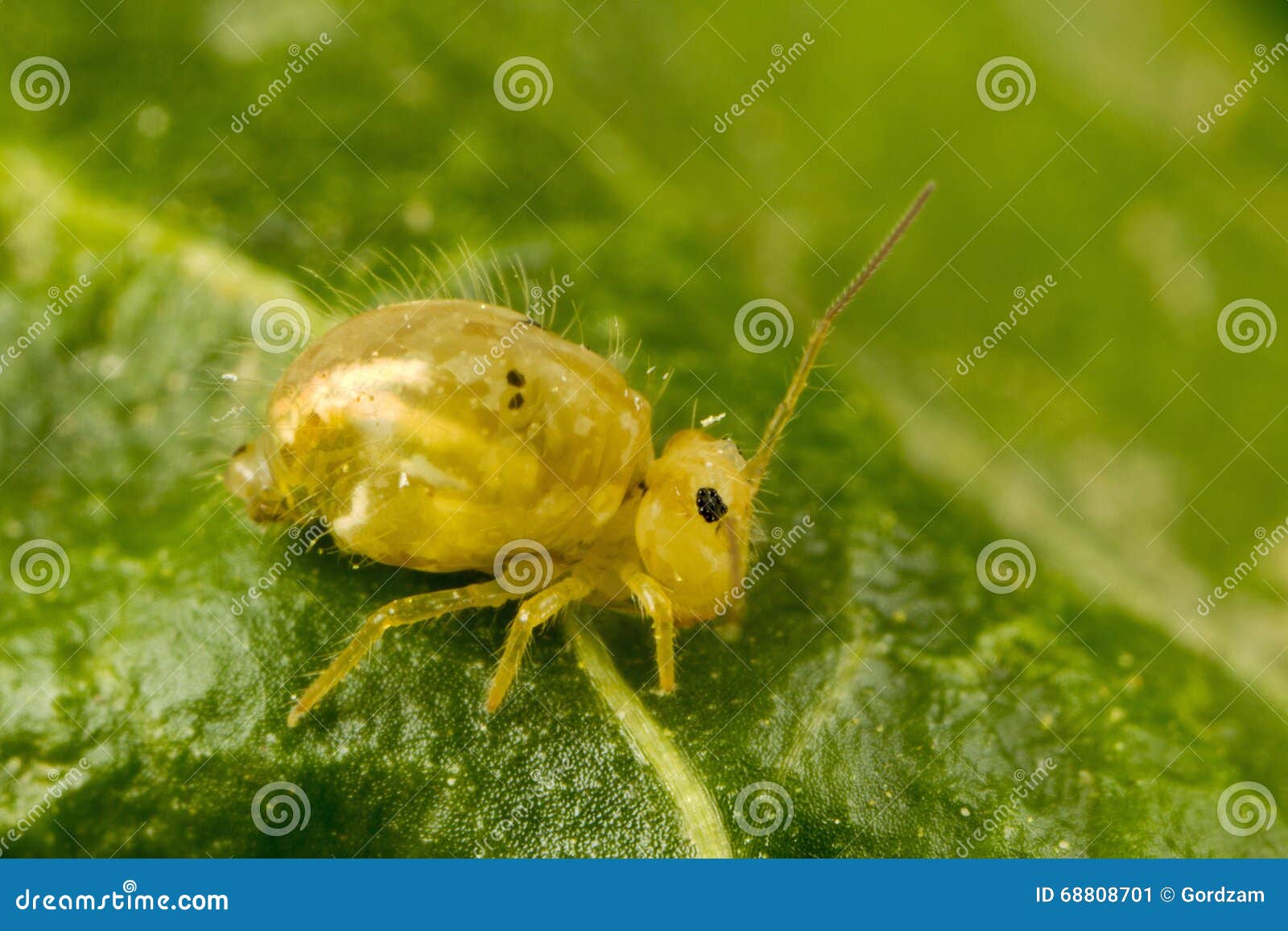 Globular Springtail stock image. Image of herding, leaf - 68808701