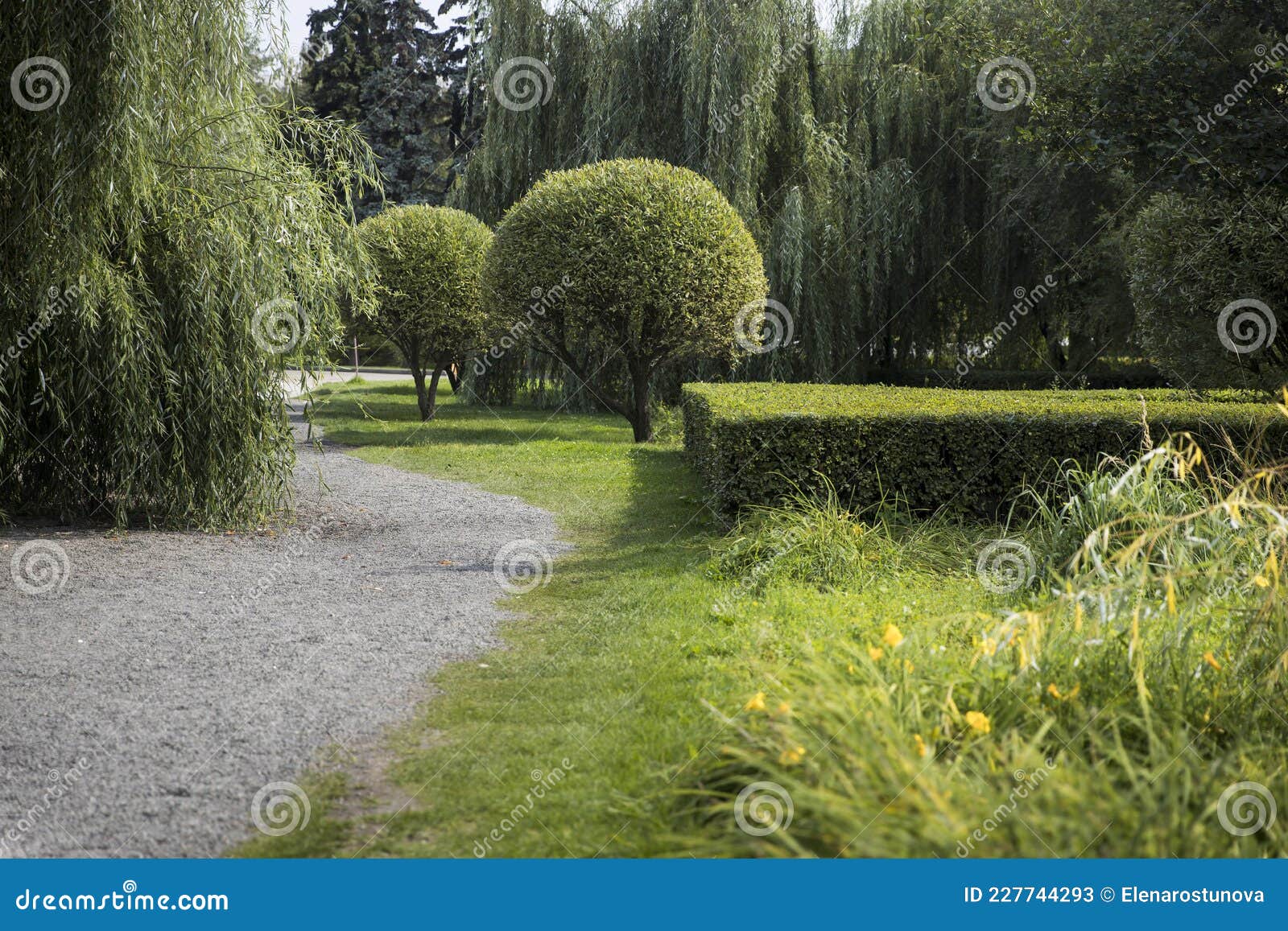 Willow Trees and Weeping Willows Grow Along the Path in the Park Stock ...