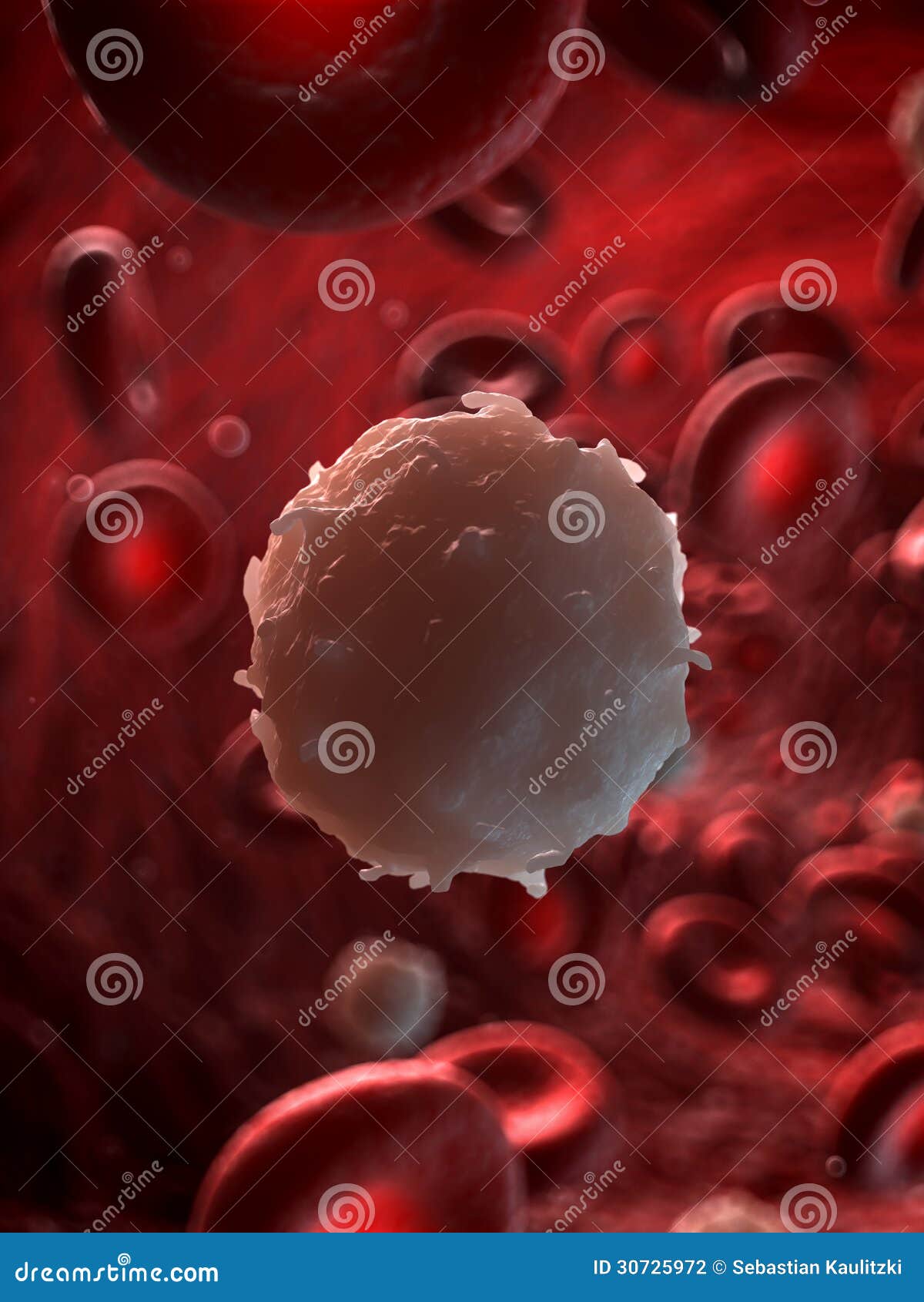 Globule blanc illustration stock. Illustration du anatomie - 30725972
