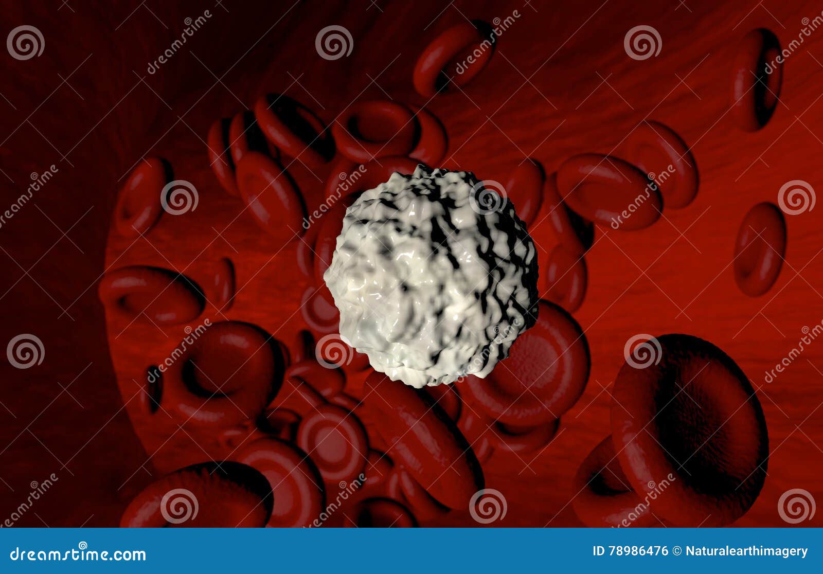 Globule Blanc D'isolement Devant Les Globules Rouges Illustration Stock ...