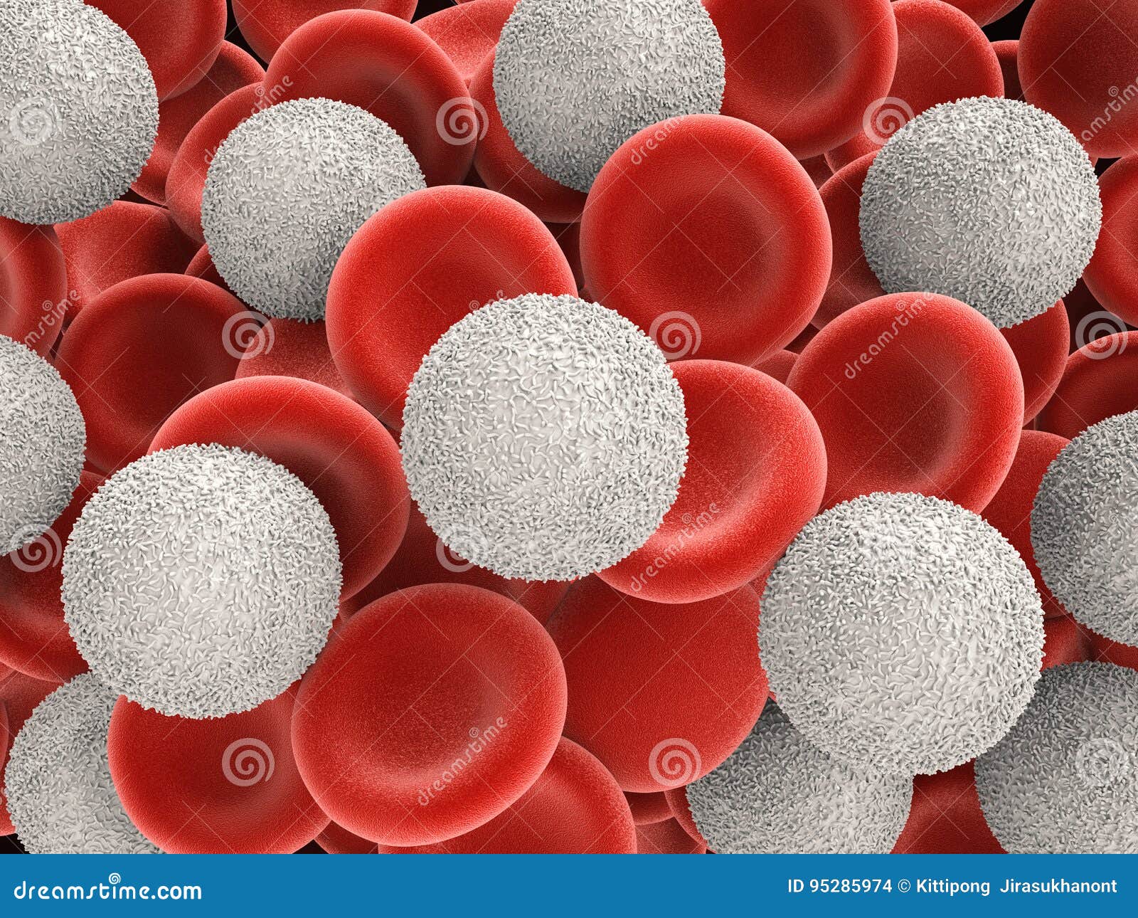 Globules Blancs Avec Les Globules Rouges Illustration Stock ...