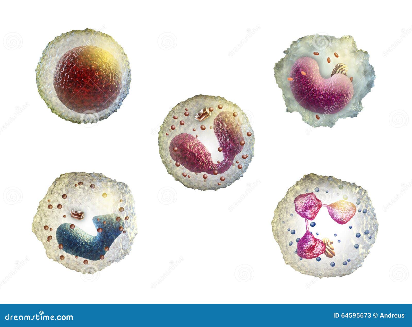 Globules blancs normaux illustration stock. Illustration du antigène ...