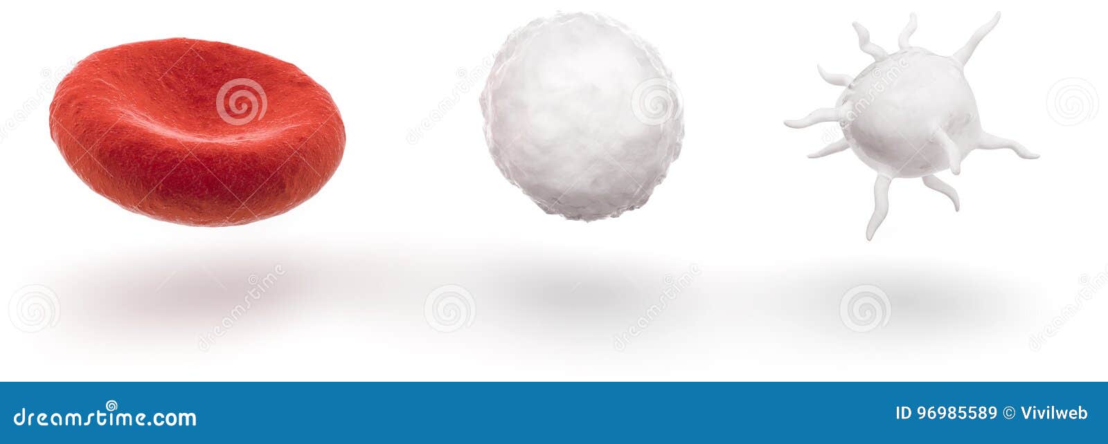 Globules Sanguins D'isolement Sur Le Blanc Illustration Stock ...