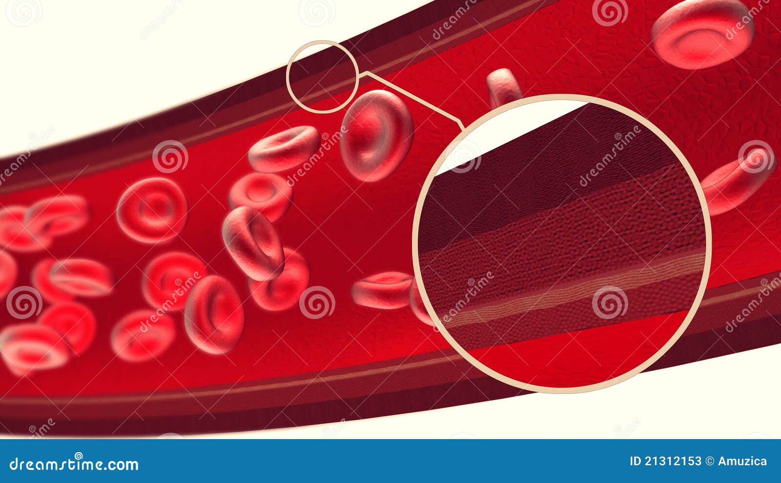 Globules Sanguins Traversant Des Veines Illustration Stock ...