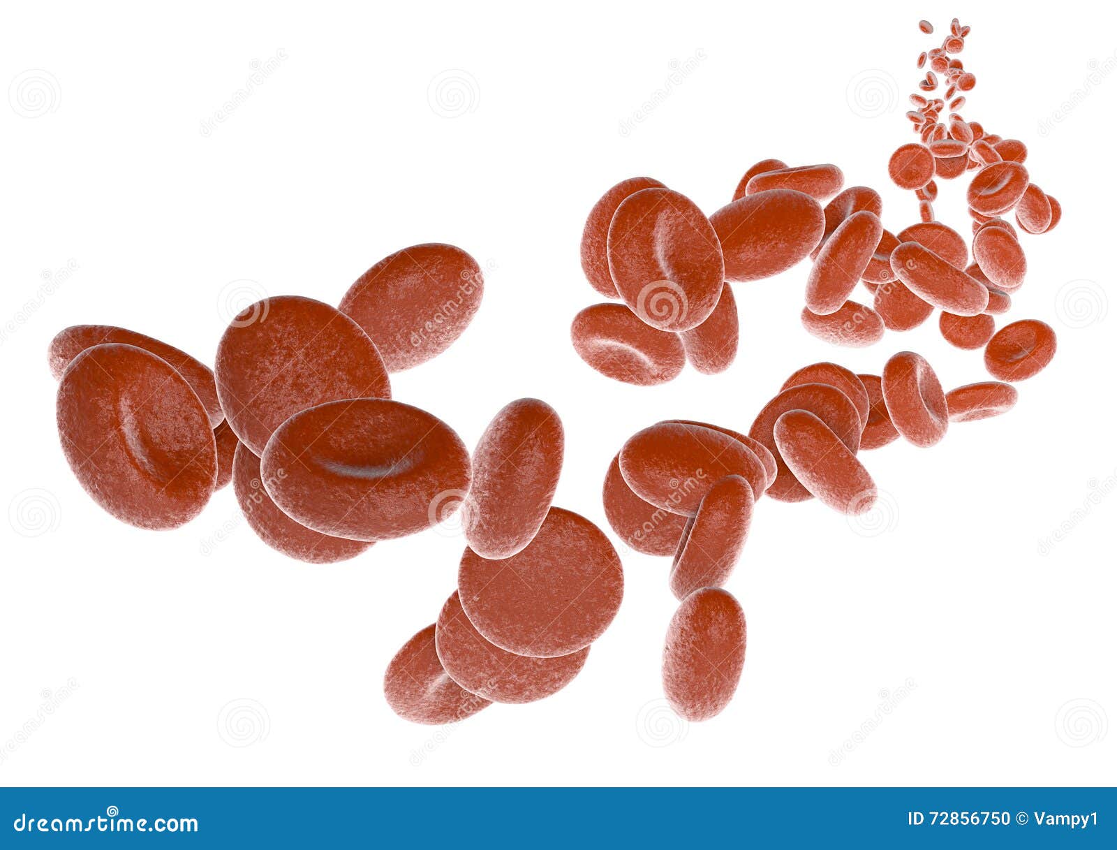 Globulo Rosso, Cellula Dell'eritrocito, Flusso Del Globulo Rosso ...