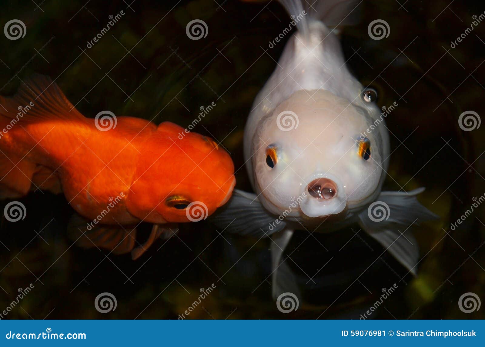 Glodfish stock image. Image of water, marine, pool, fish - 59076981