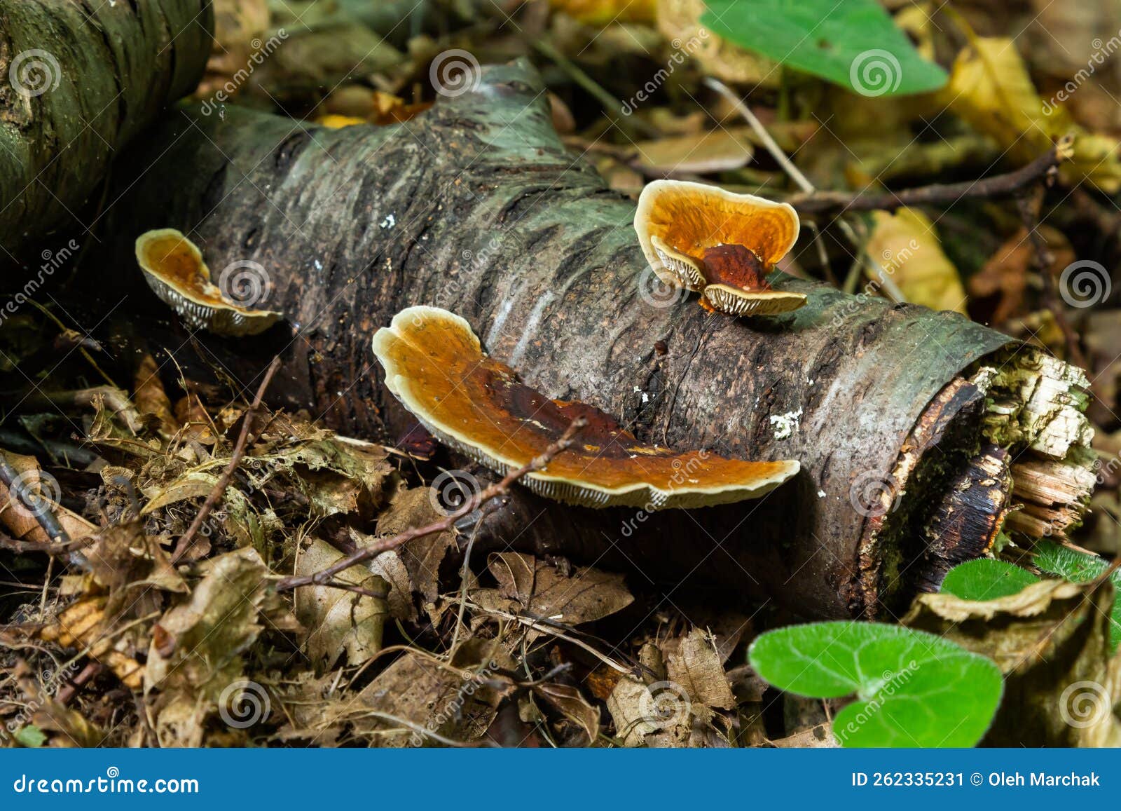 Gloeophyllum Sepiarium Mushroom on the Tree into the Forest. Rusty ...