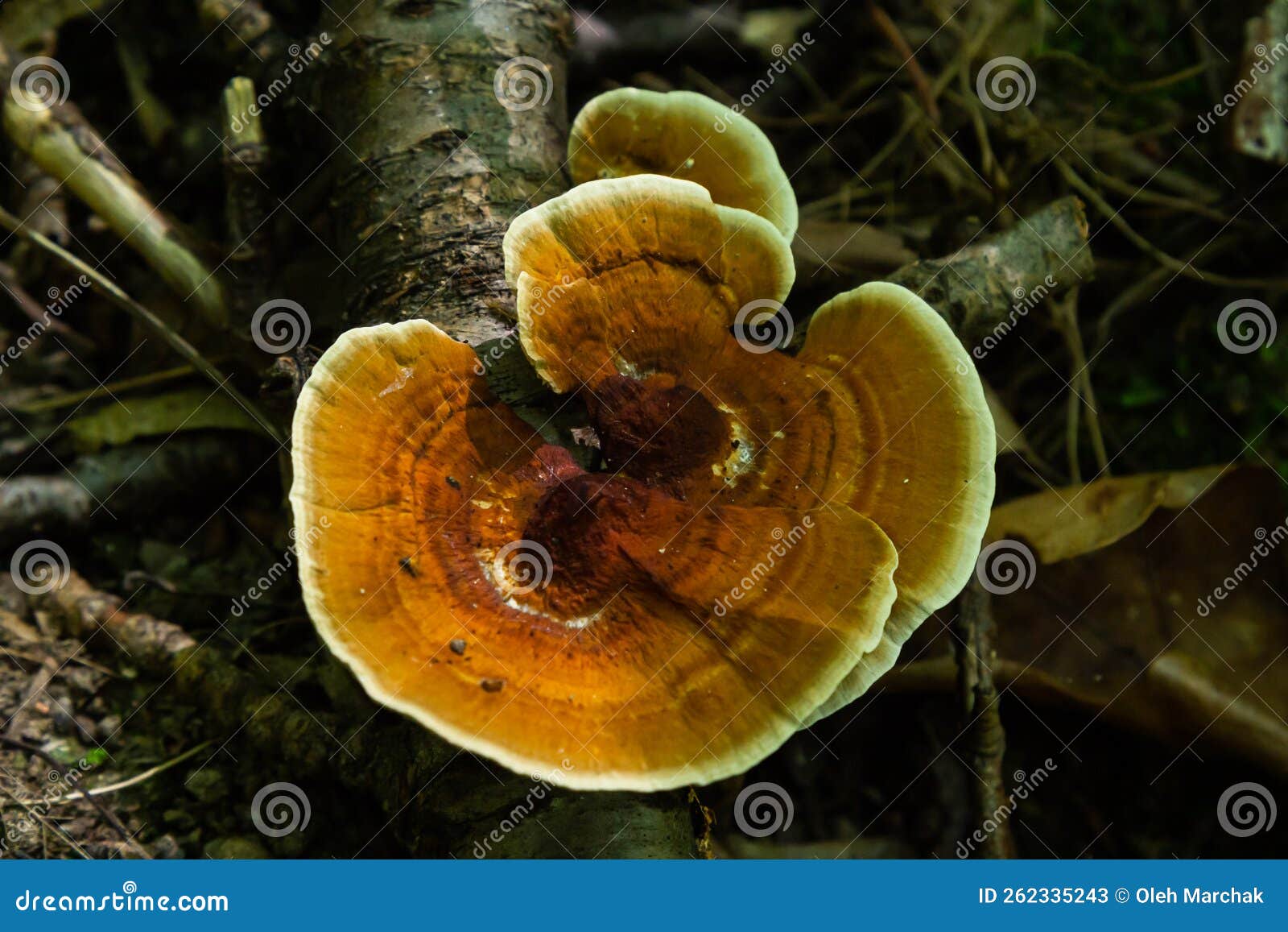Gloeophyllum Sepiarium Mushroom on the Tree into the Forest. Rusty ...