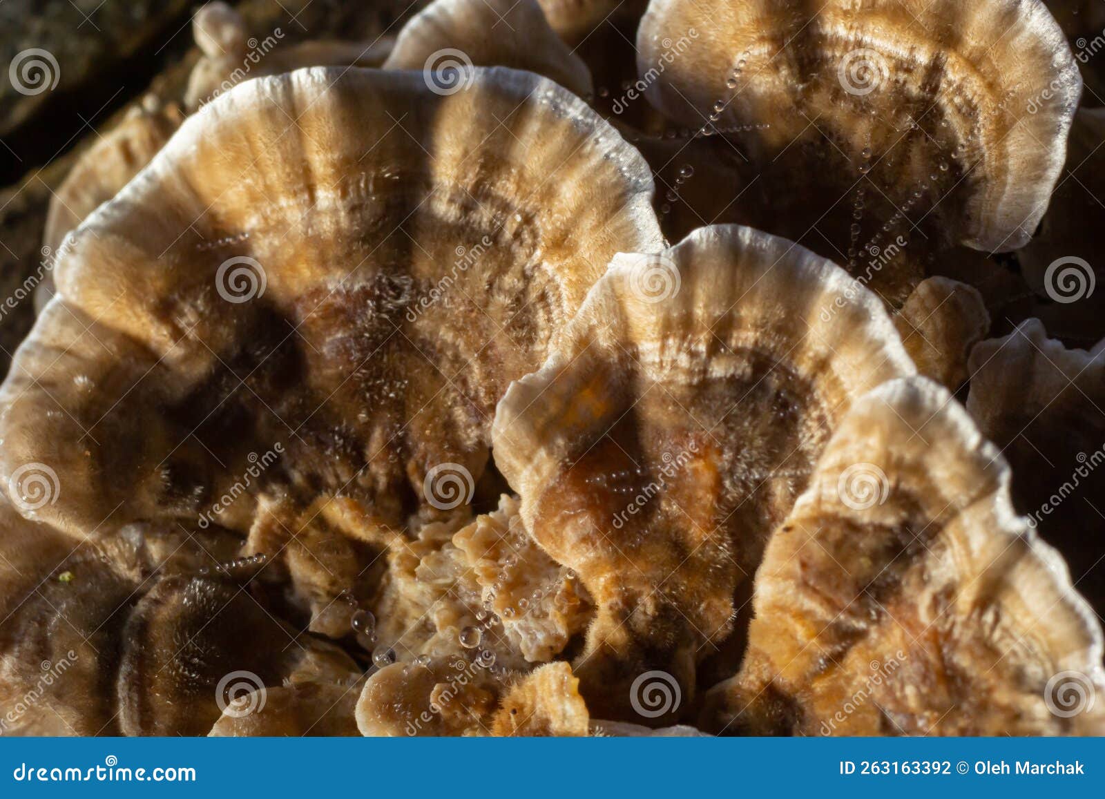 Gloeophyllum Sepiarium Mushroom on the Tree into the Forest. Rusty ...