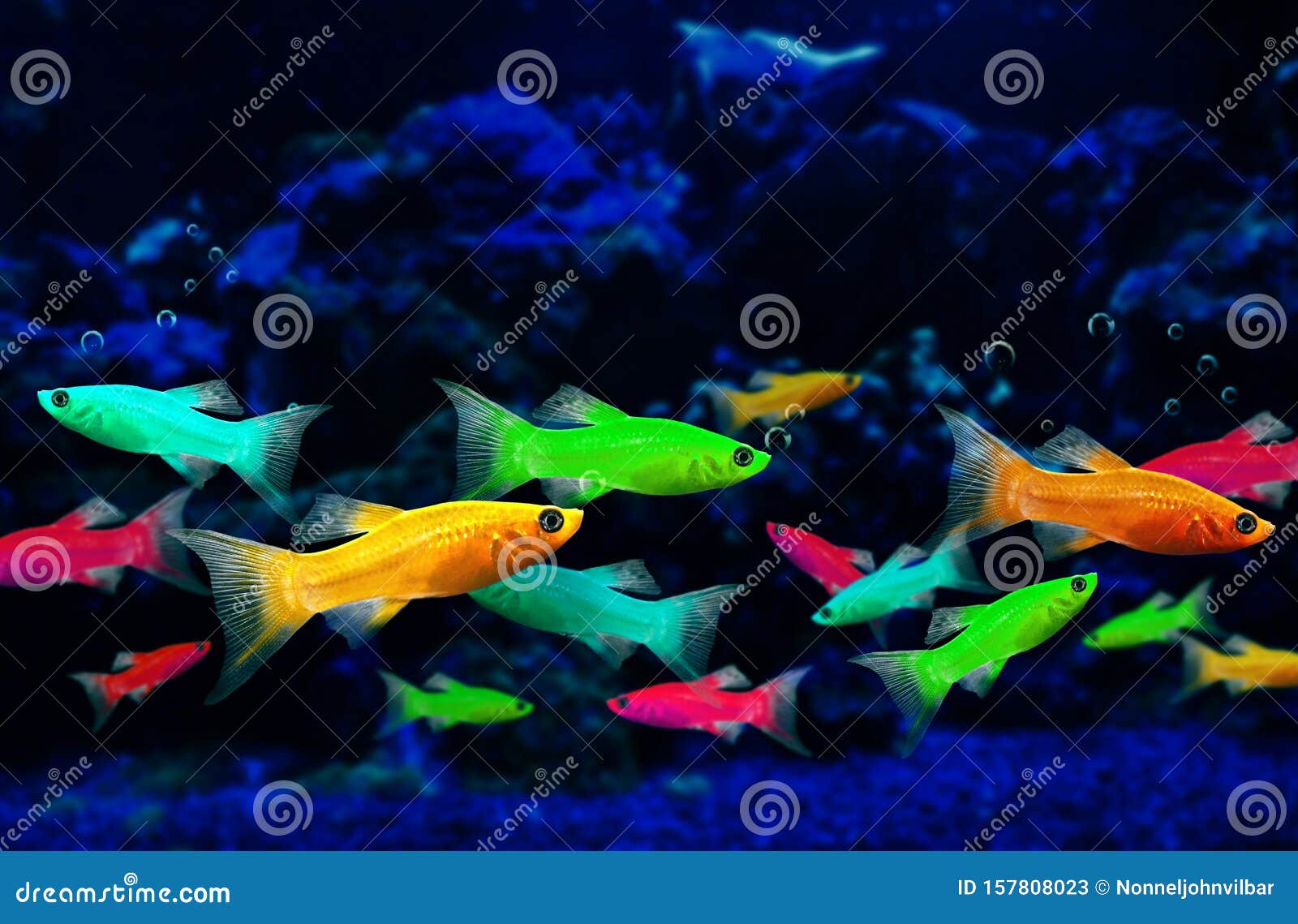 Glofish, Genetically Engineered Fluorescent Fish Stock Image - Image of ...