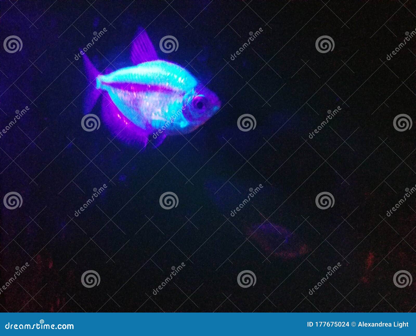 Glofish stock photo. Image of five, glofish, tetra, kinds - 177675024