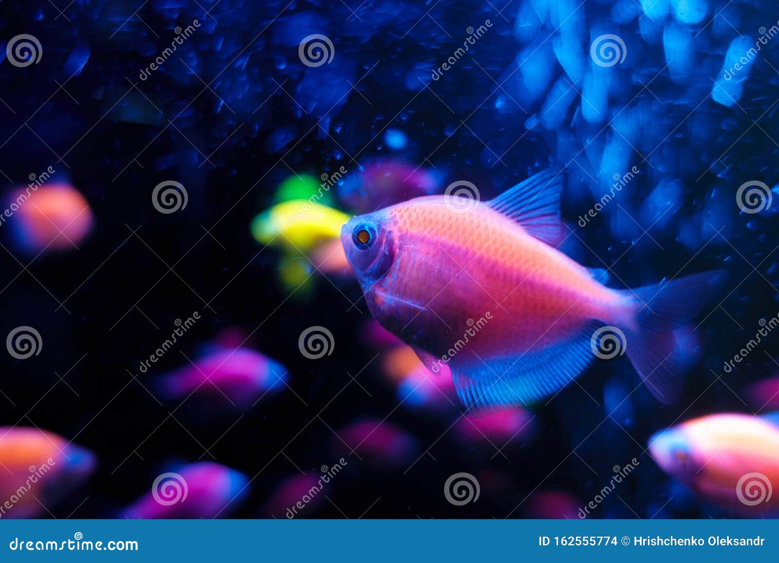 Glofish Tetrnectia Genetically Modified Fish Stock Photo - Image of ...