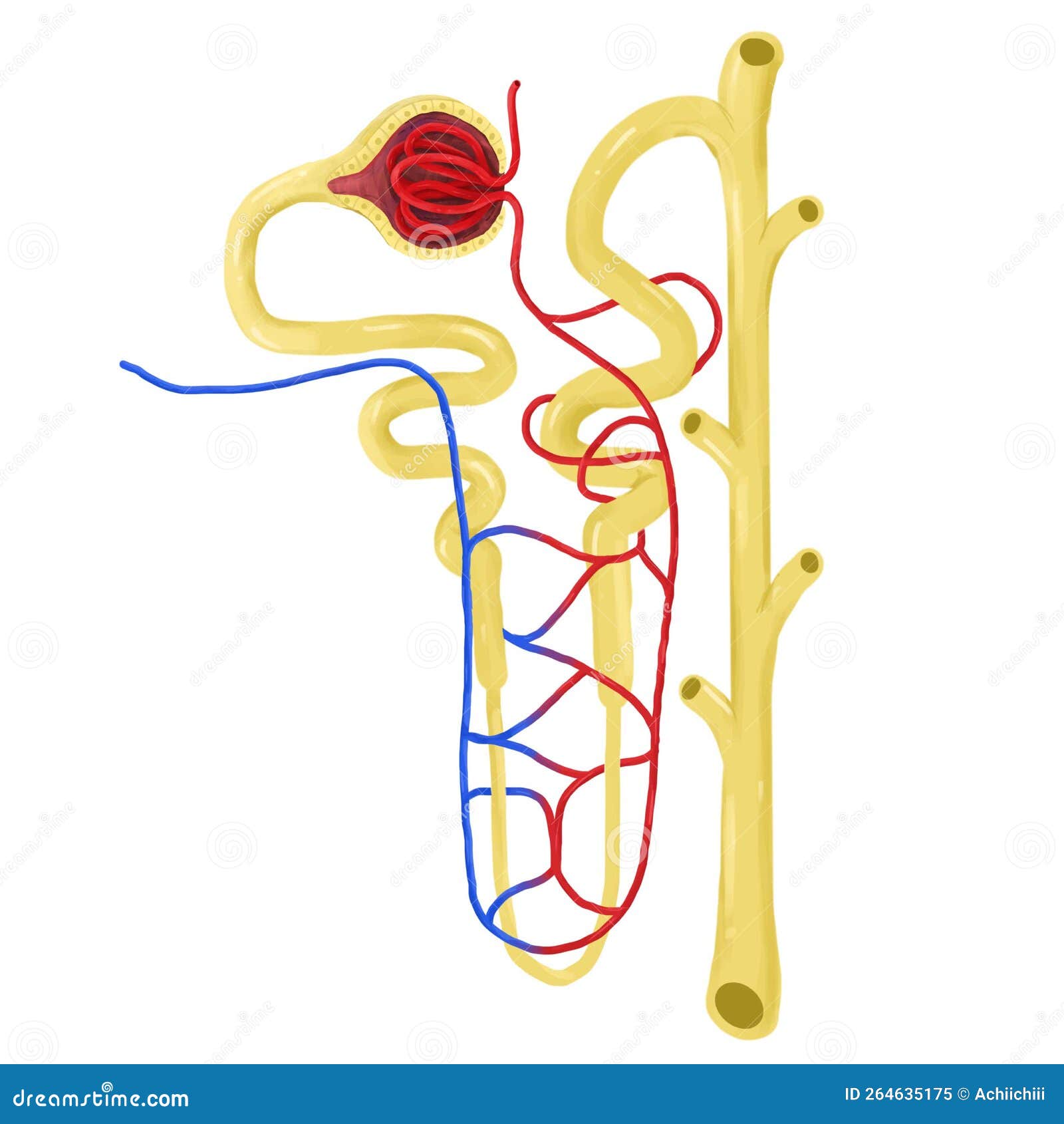 The Nephron In The Kidney. Royalty-Free Stock Photo | CartoonDealer.com ...