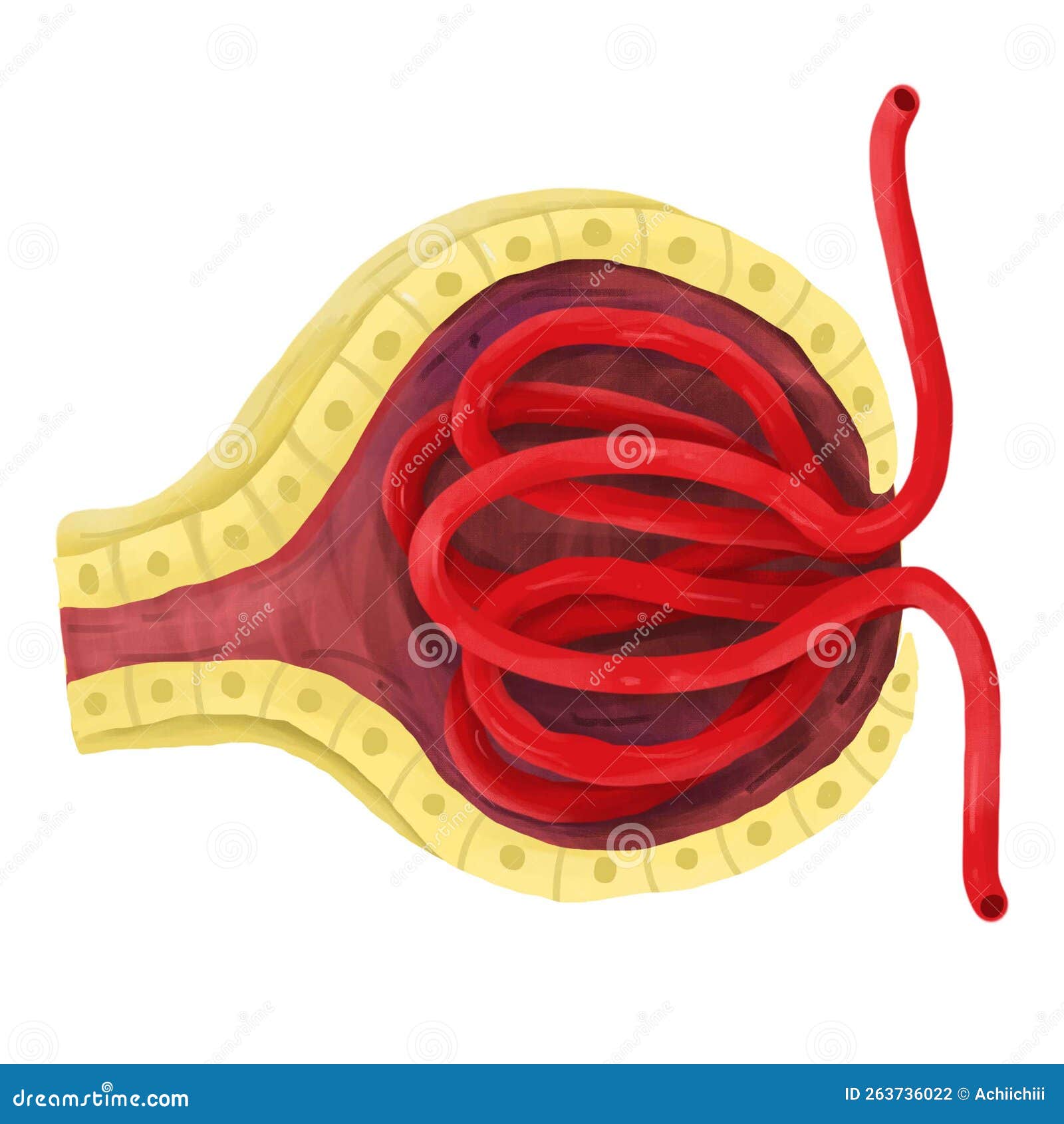 Kidney Nephron Glomerulus