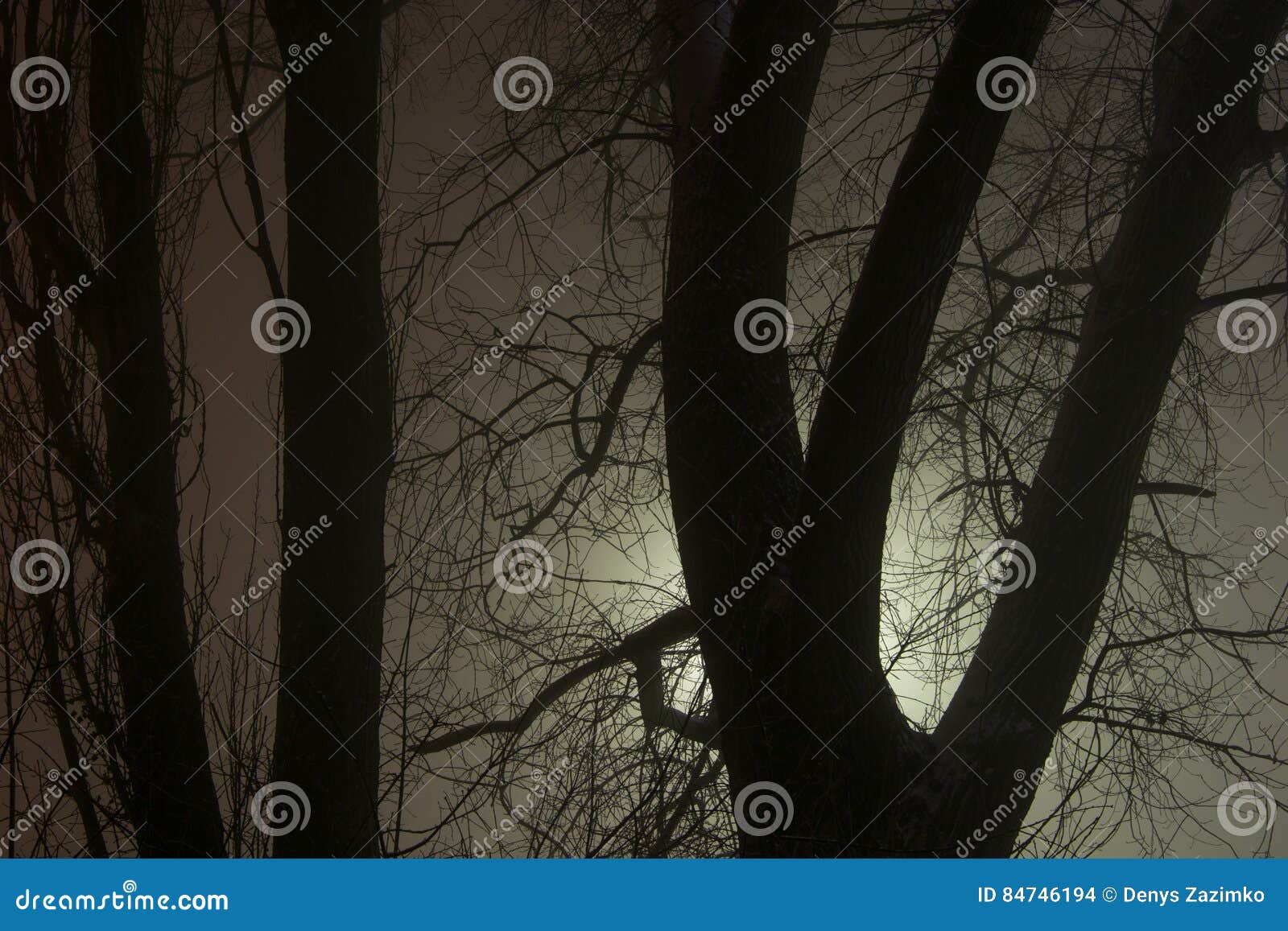 Gloom Branches of Tree in the Fog Stock Photo - Image of dark, branch ...