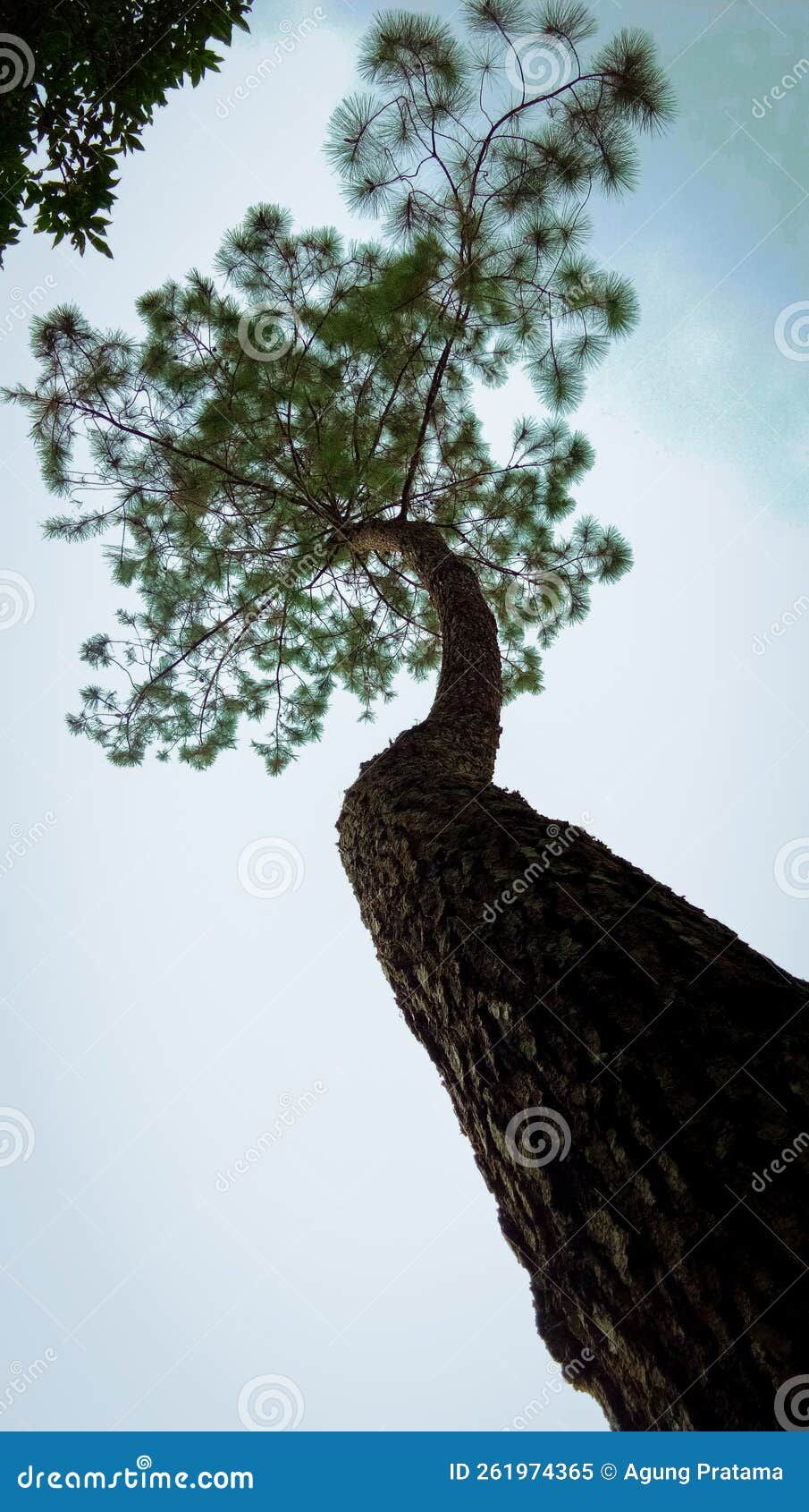 Gloomy big tree stock image. Image of branch, gloomy - 261974365