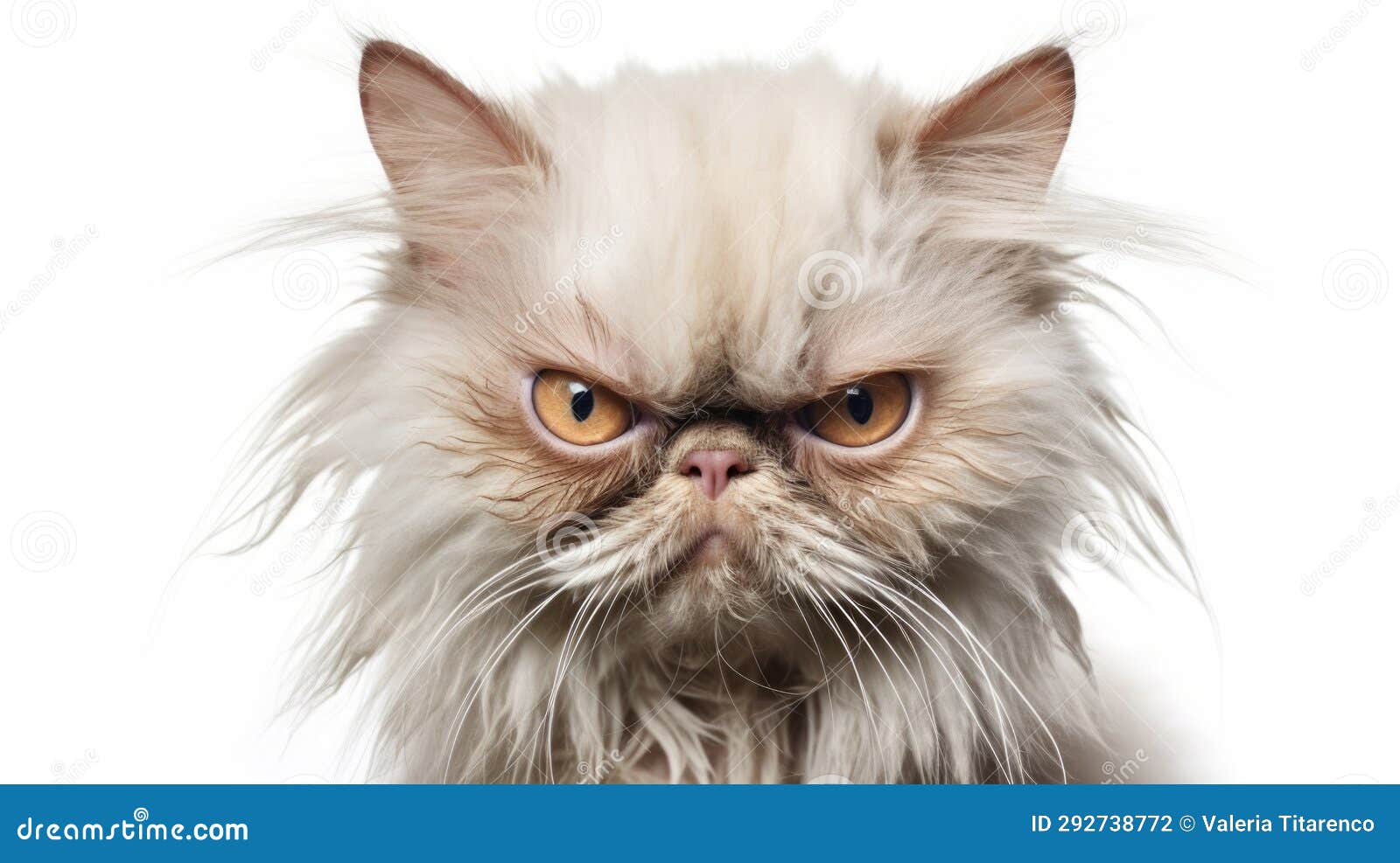 Gloomy Cat with a Downcast Look. Stock Photo - Image of pure, animal ...