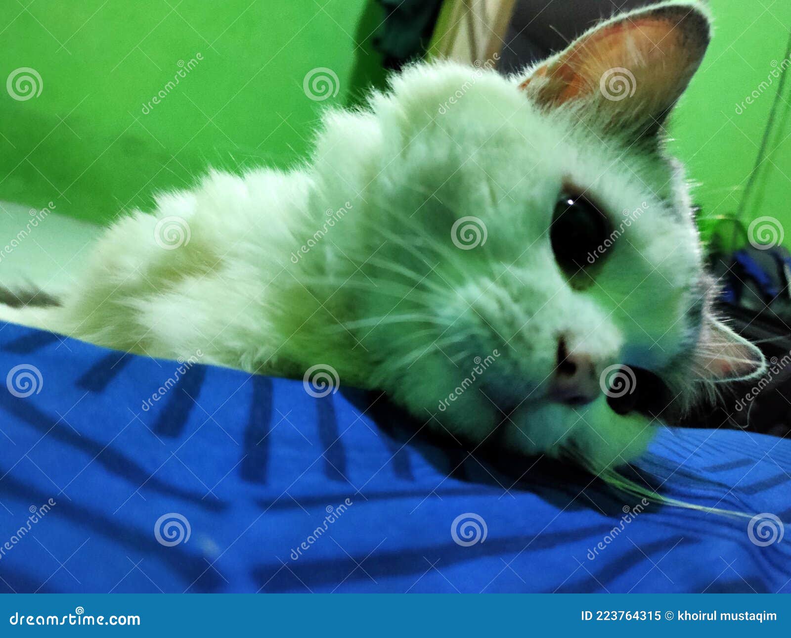 Gloomy cat named dolly stock image. Image of named, gloomy - 223764315