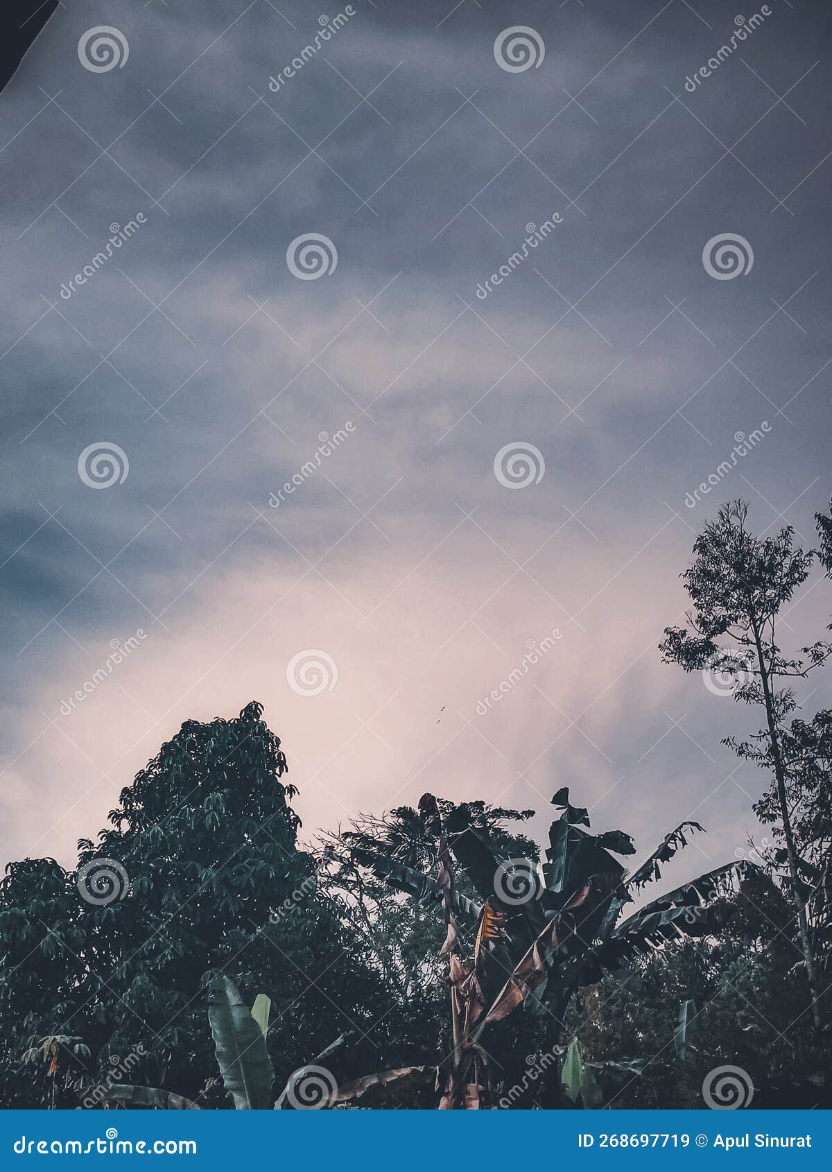 Gloomy Days with Trees Views Stock Image - Image of gloomy, views ...